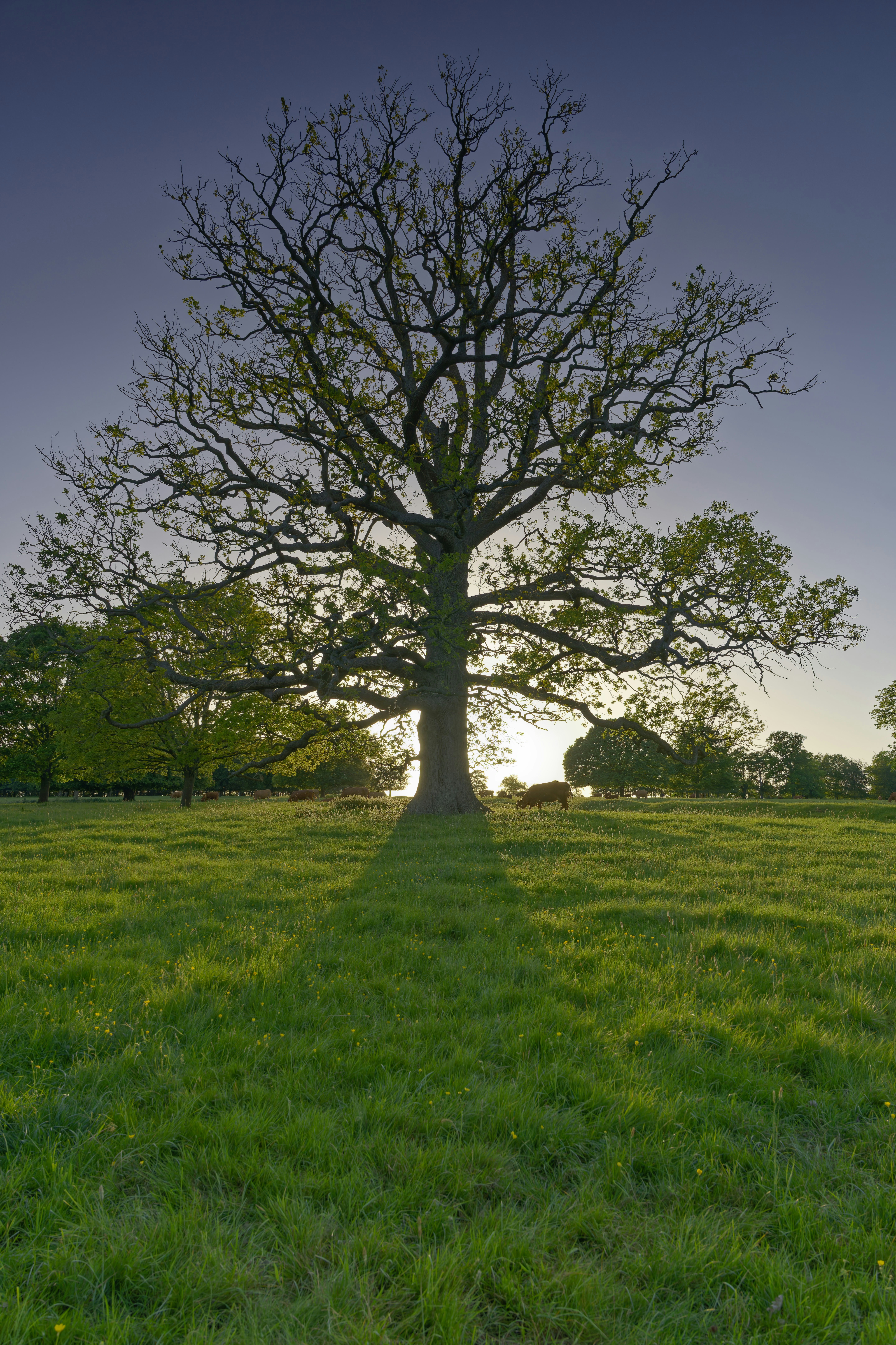 Silhouette of an oak tree against the setting sun