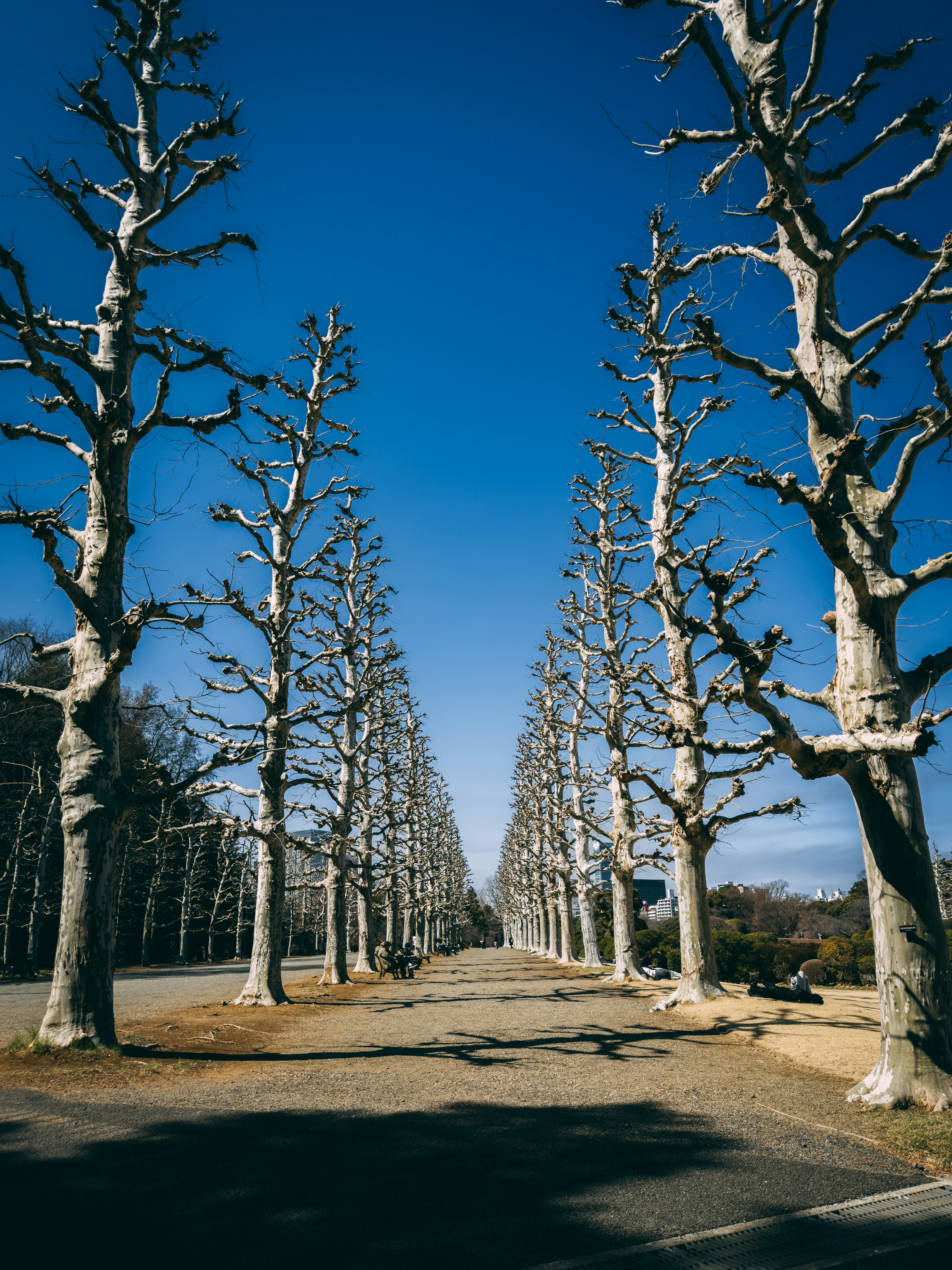 Alley of Leafless Giants: A Symmetry of Trees Under a Brilliant Sky