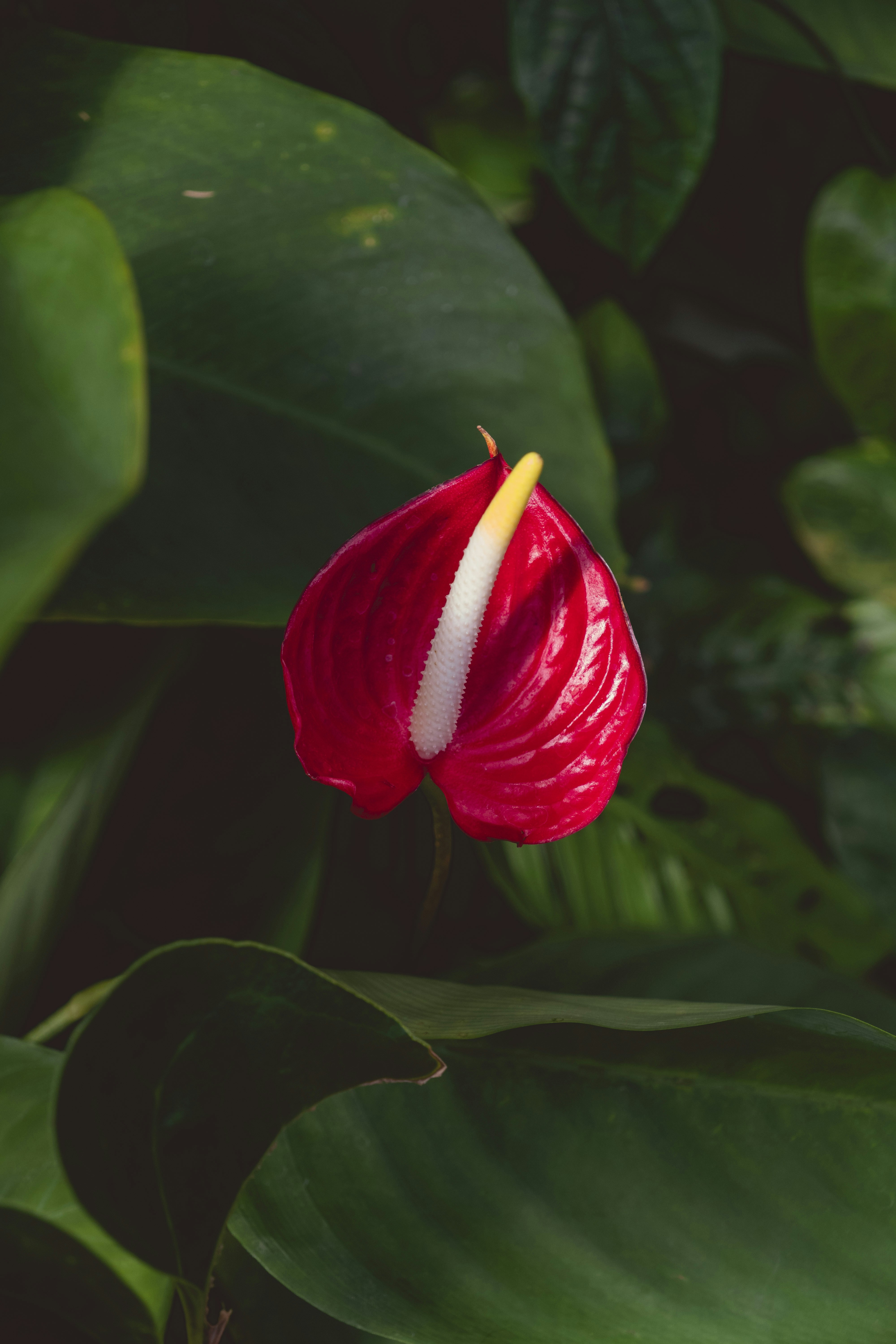 Red Anthurium Blossom Emerges Through Quiet Foliage