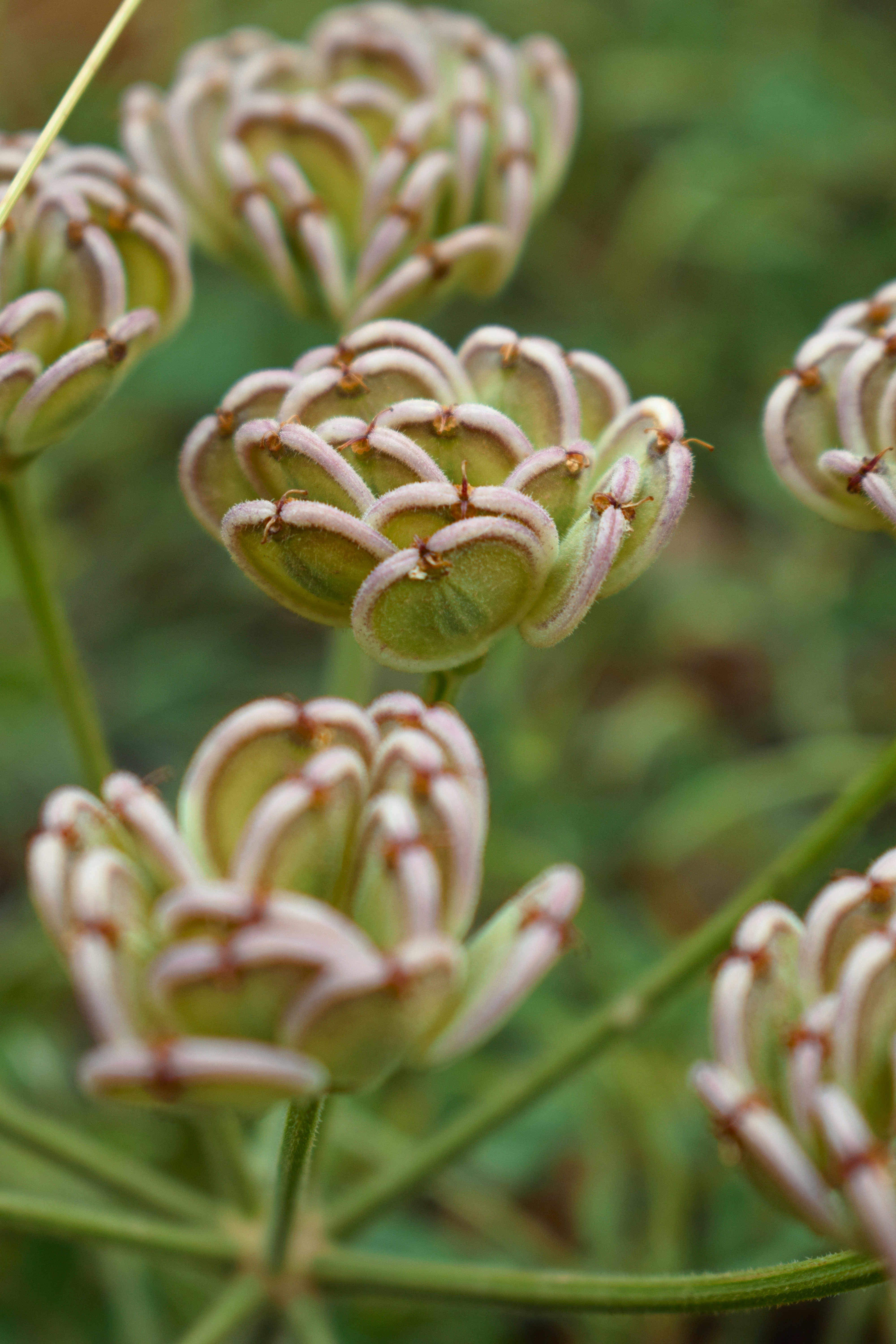 Curved Seed Pods in Soft Focus Garden