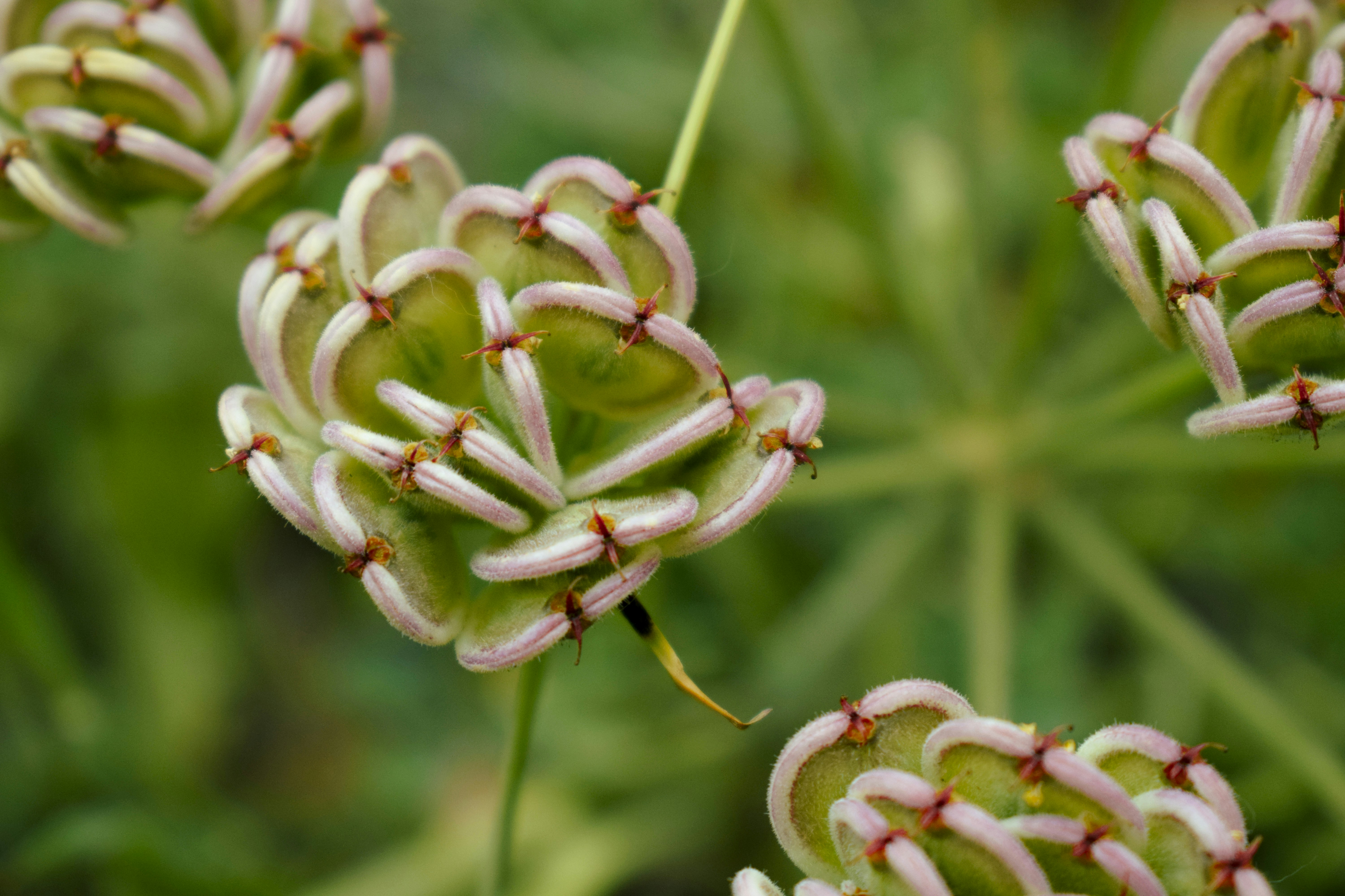 Curved Neon Ferns: Close-Up of Coiled Floral Geometry