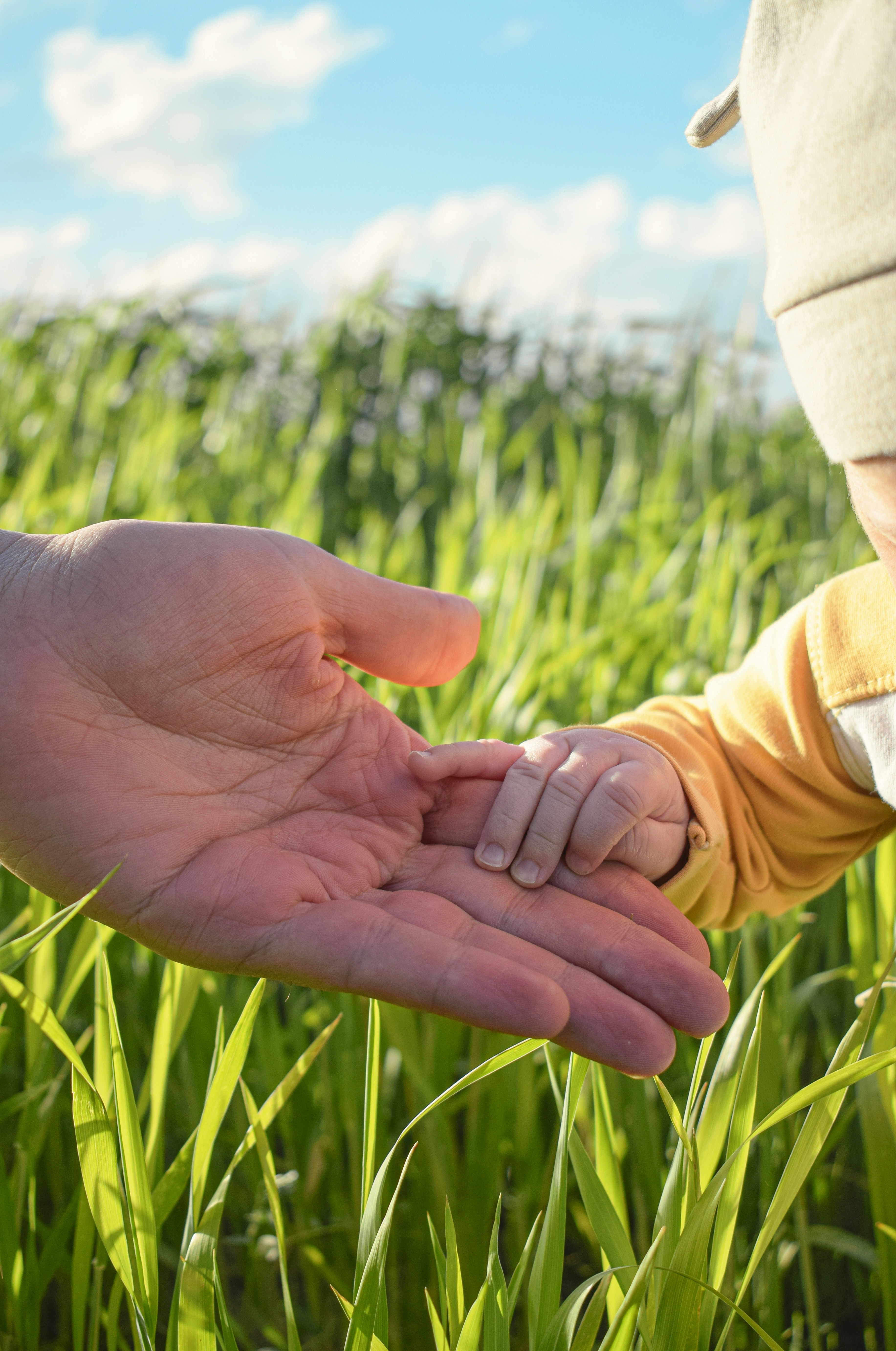 Hands Across the Field: A Trusting Moment in Tall Grass