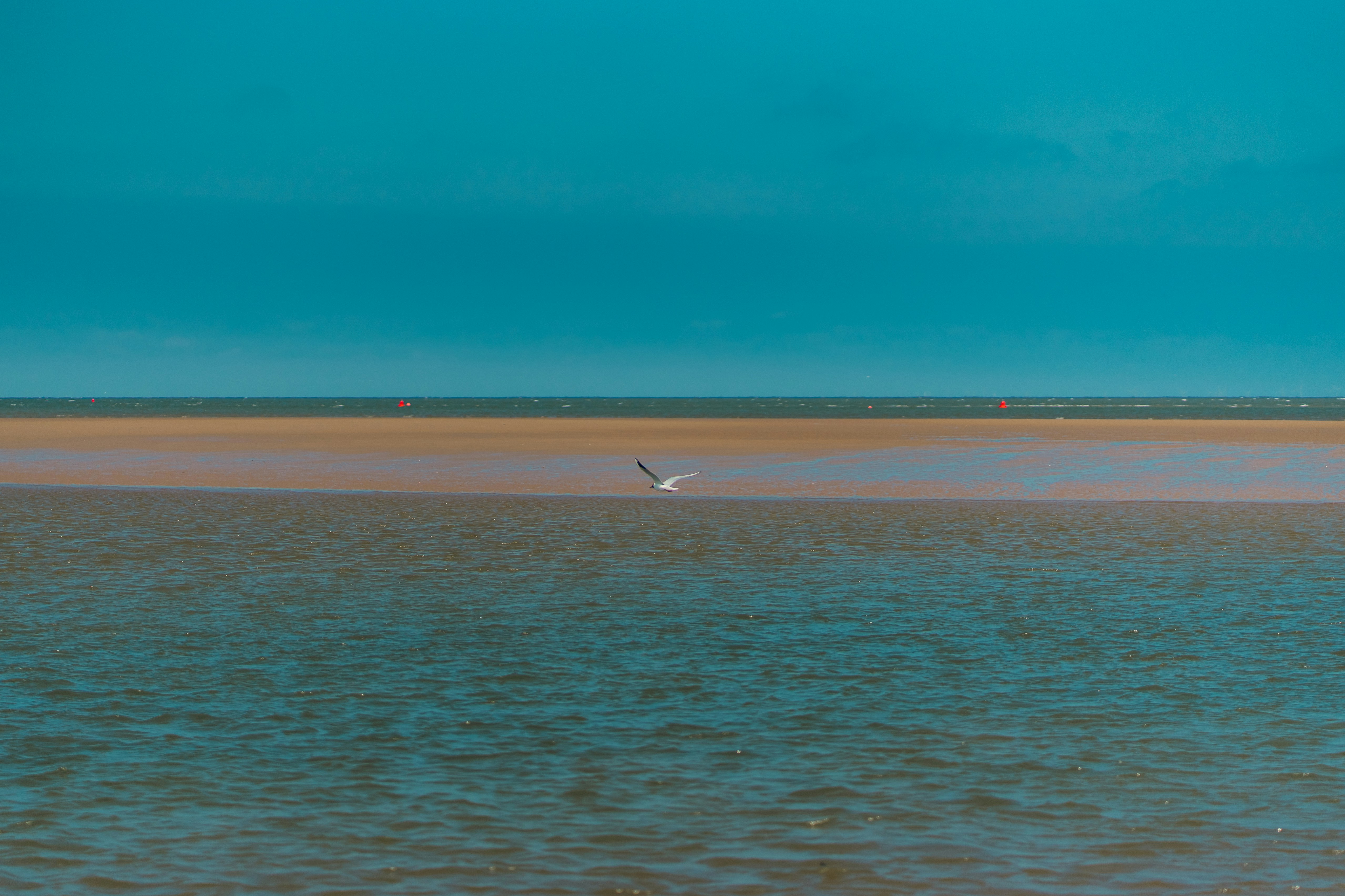 Seabed Whisper: A Lone Seagull Skims the Shoreline