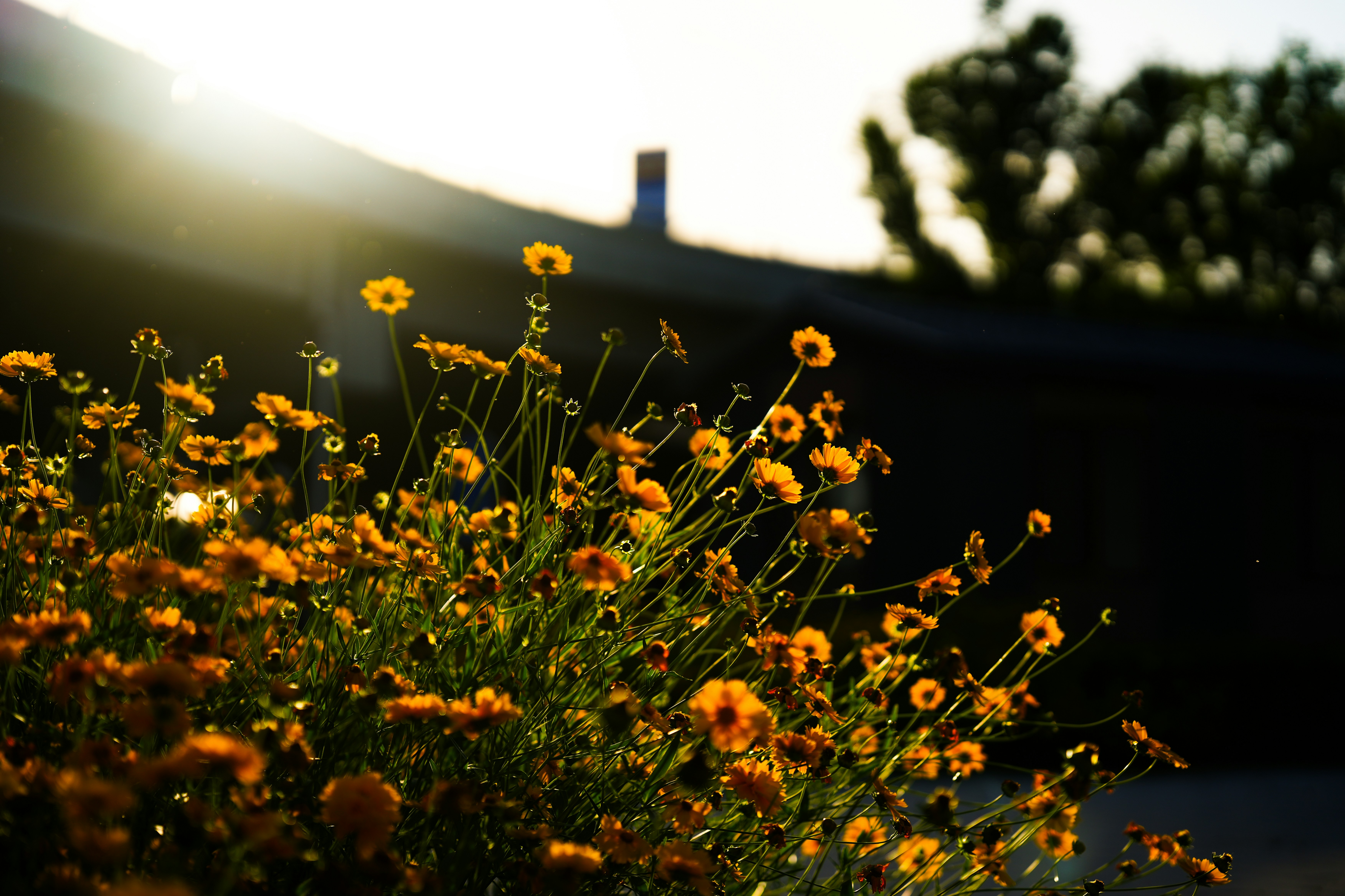 Golden bloom chorus in backlit dusk