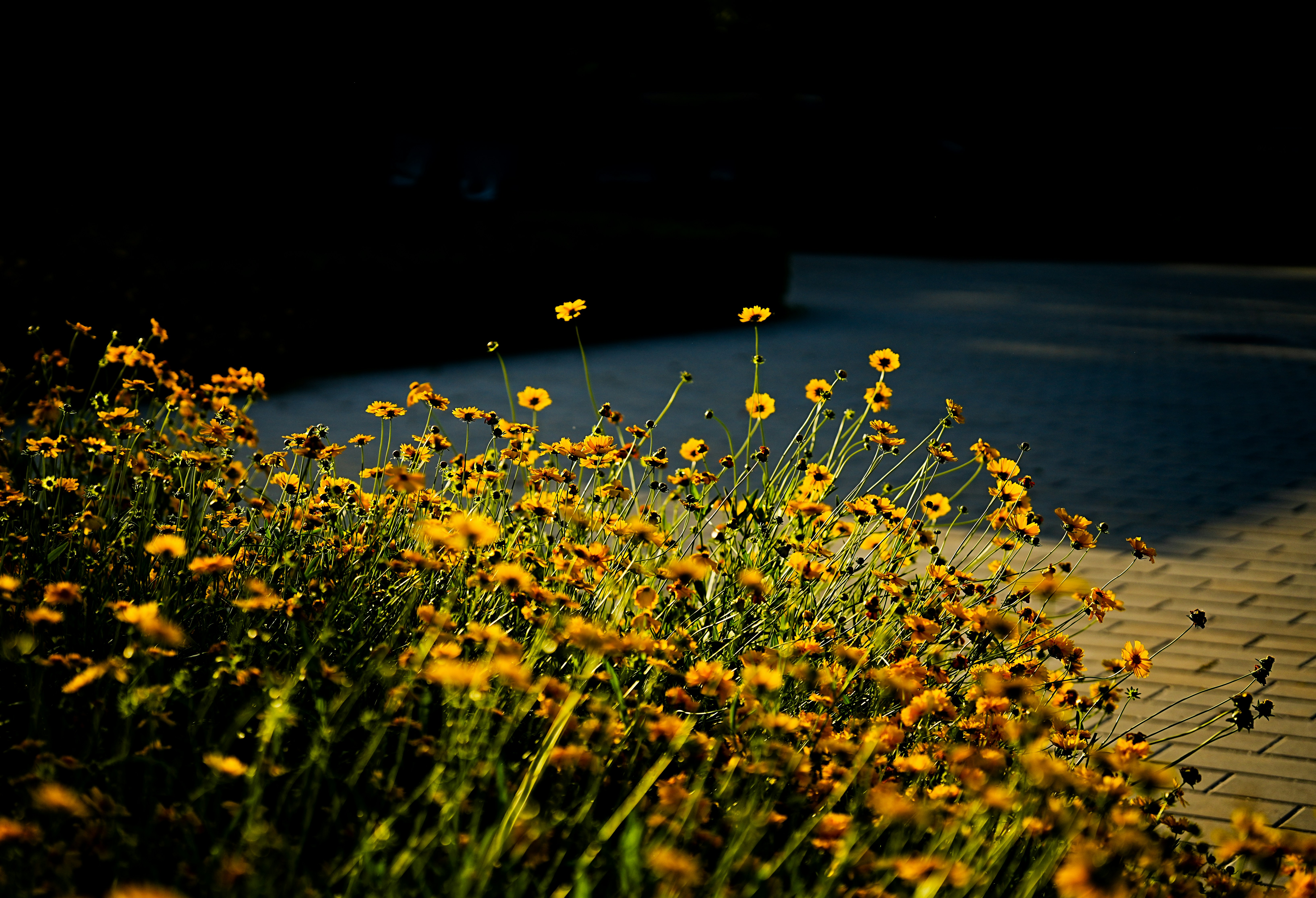 Sunlit Meadow of Tiny Golden Quiet