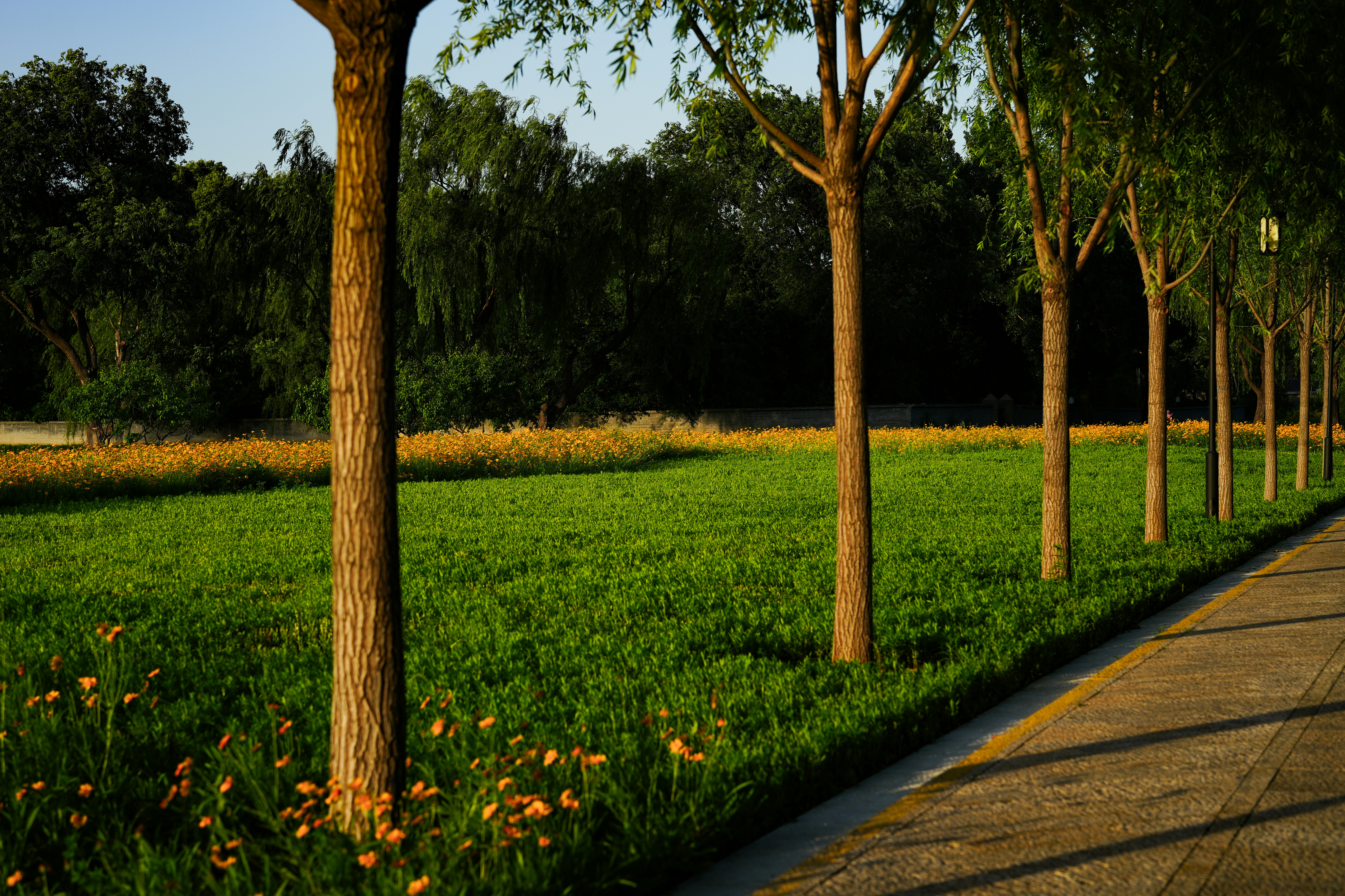 Row of Quiet Trees Along a Sunlit Park Path