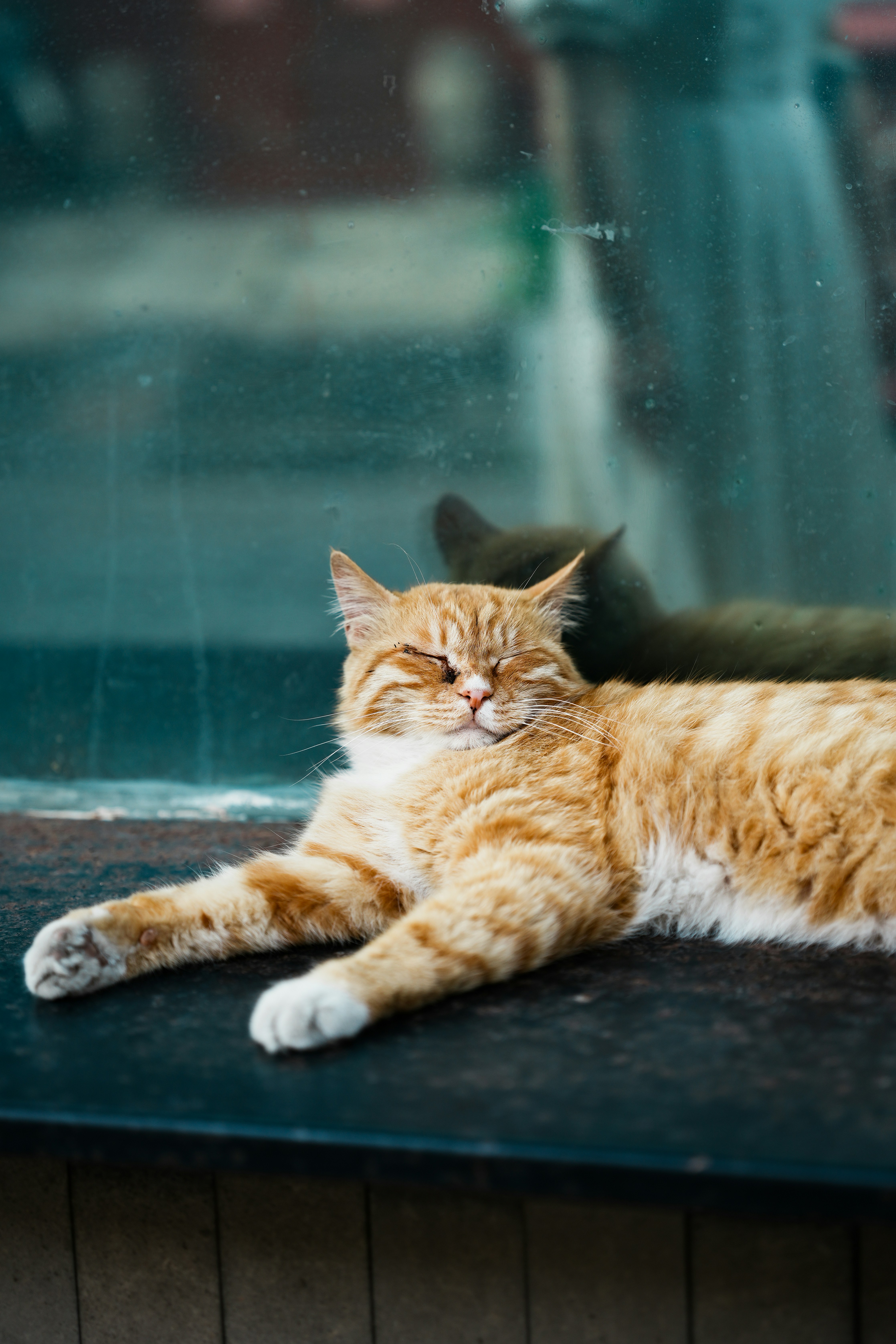 A sleepy orange cat resting on a dark ledge.