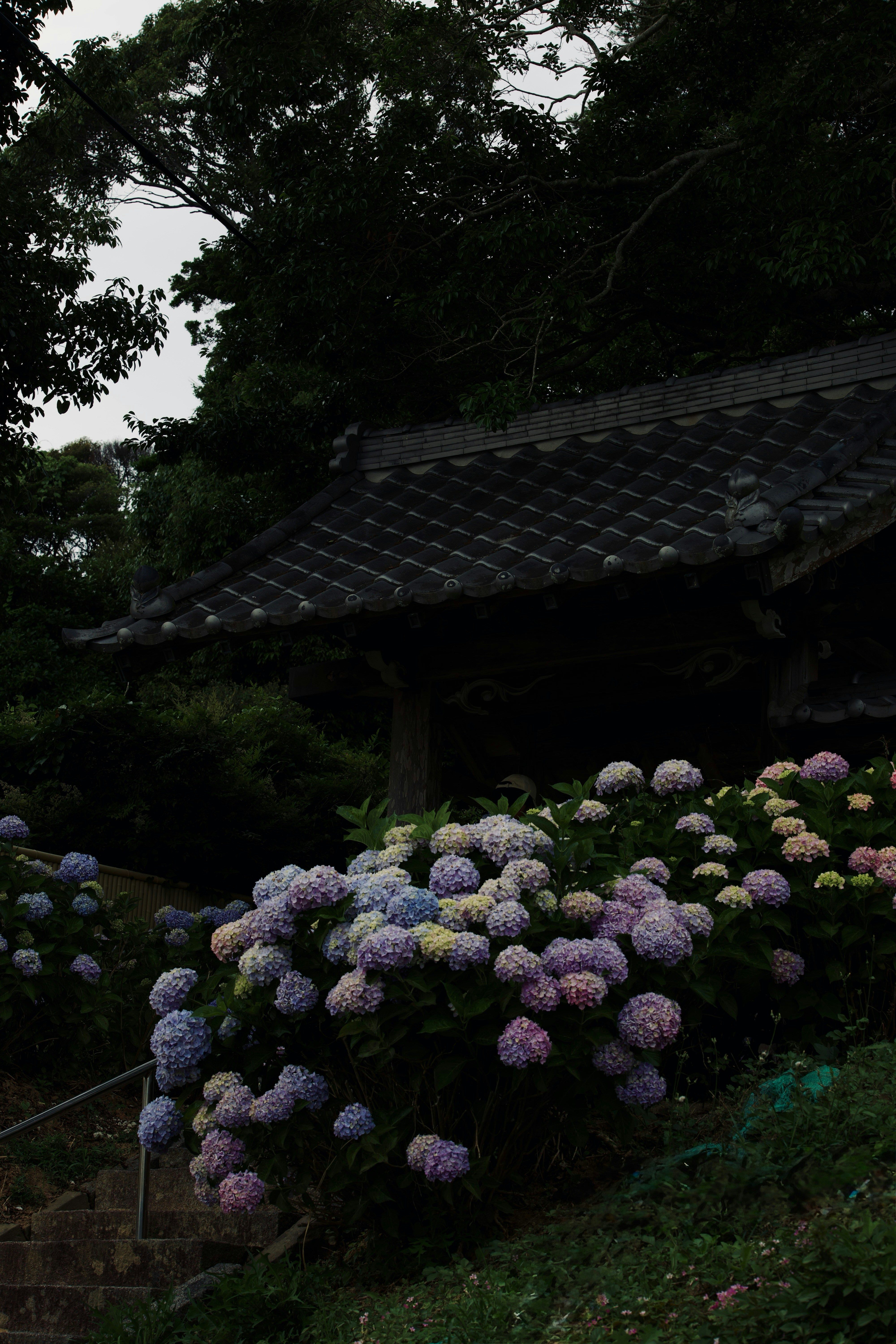 Hydrangea Corridor by the Quiet Teahouse