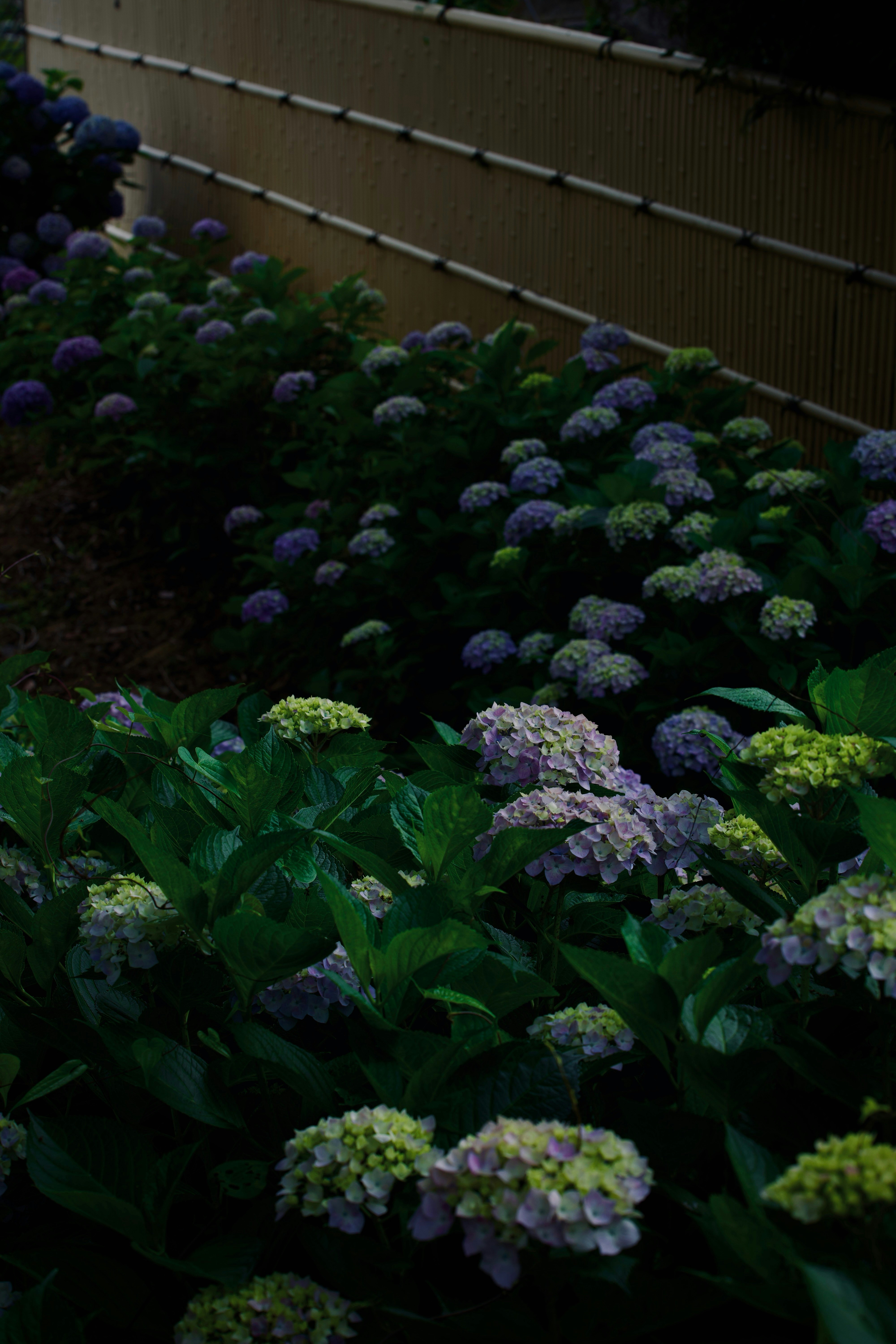Purple and green hydrangeas bloom beside a bamboo fence.