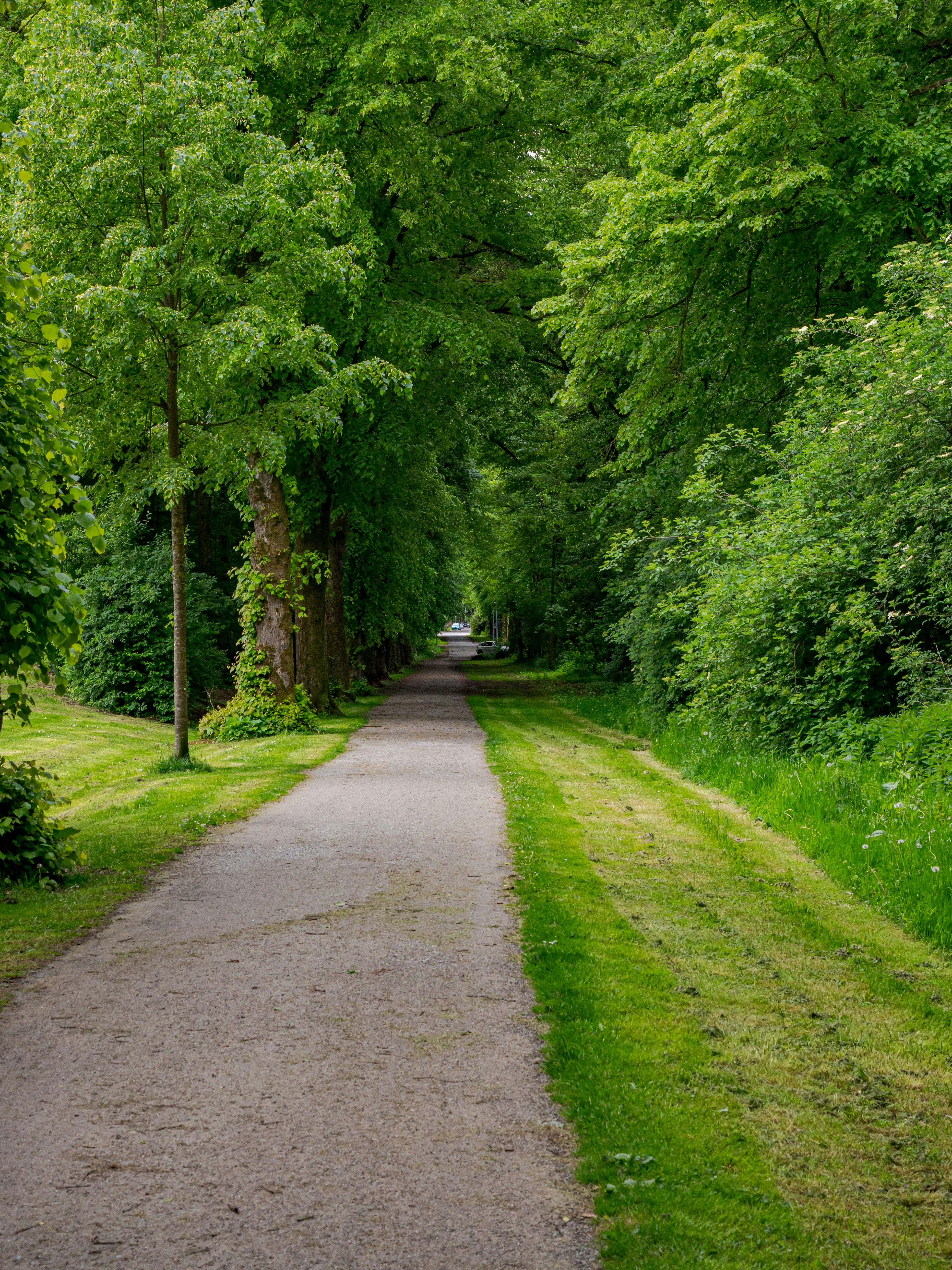 Midway Through the Green Cathedral