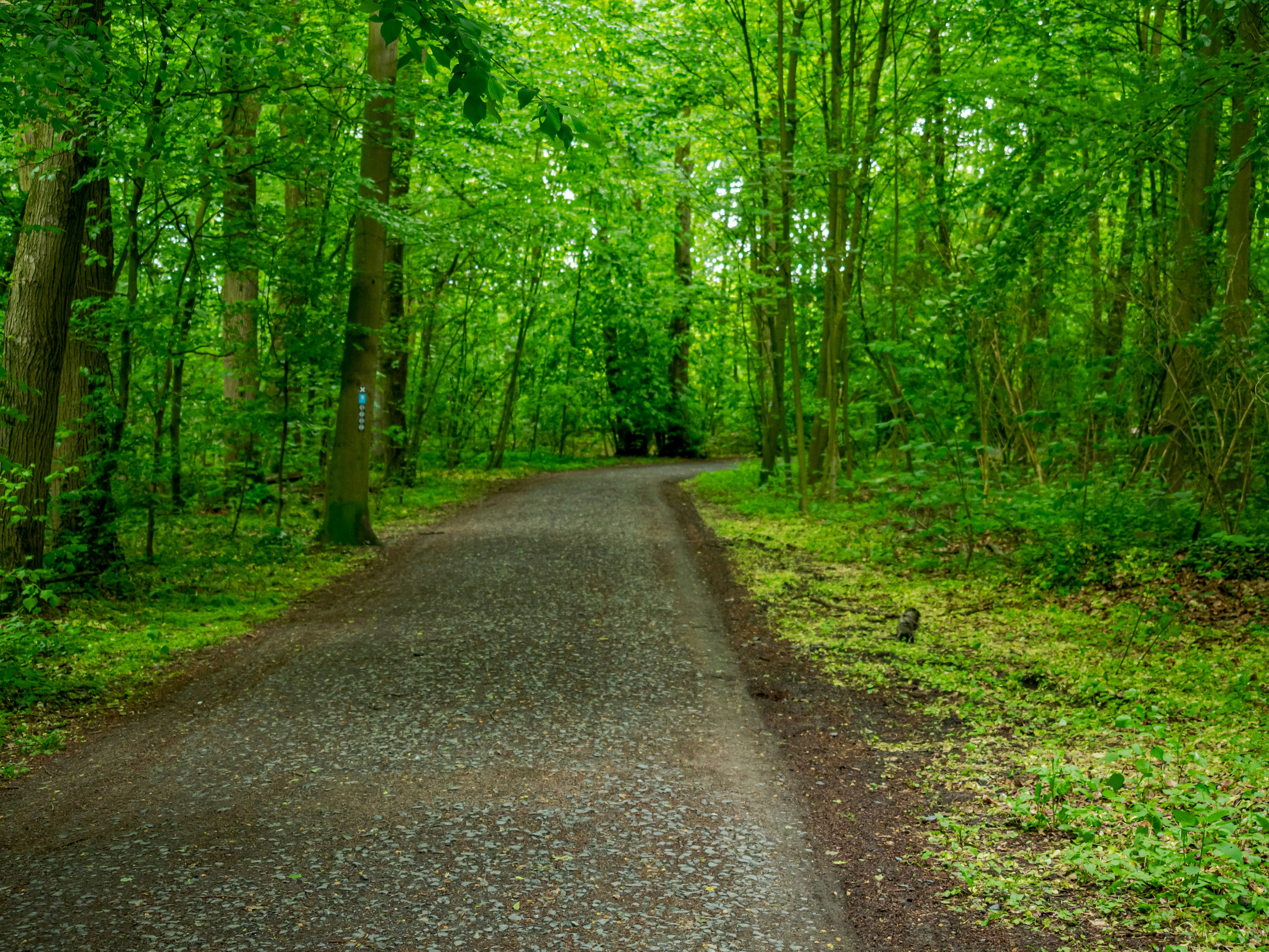 Forest Path Lined with Fresh Spring Greens