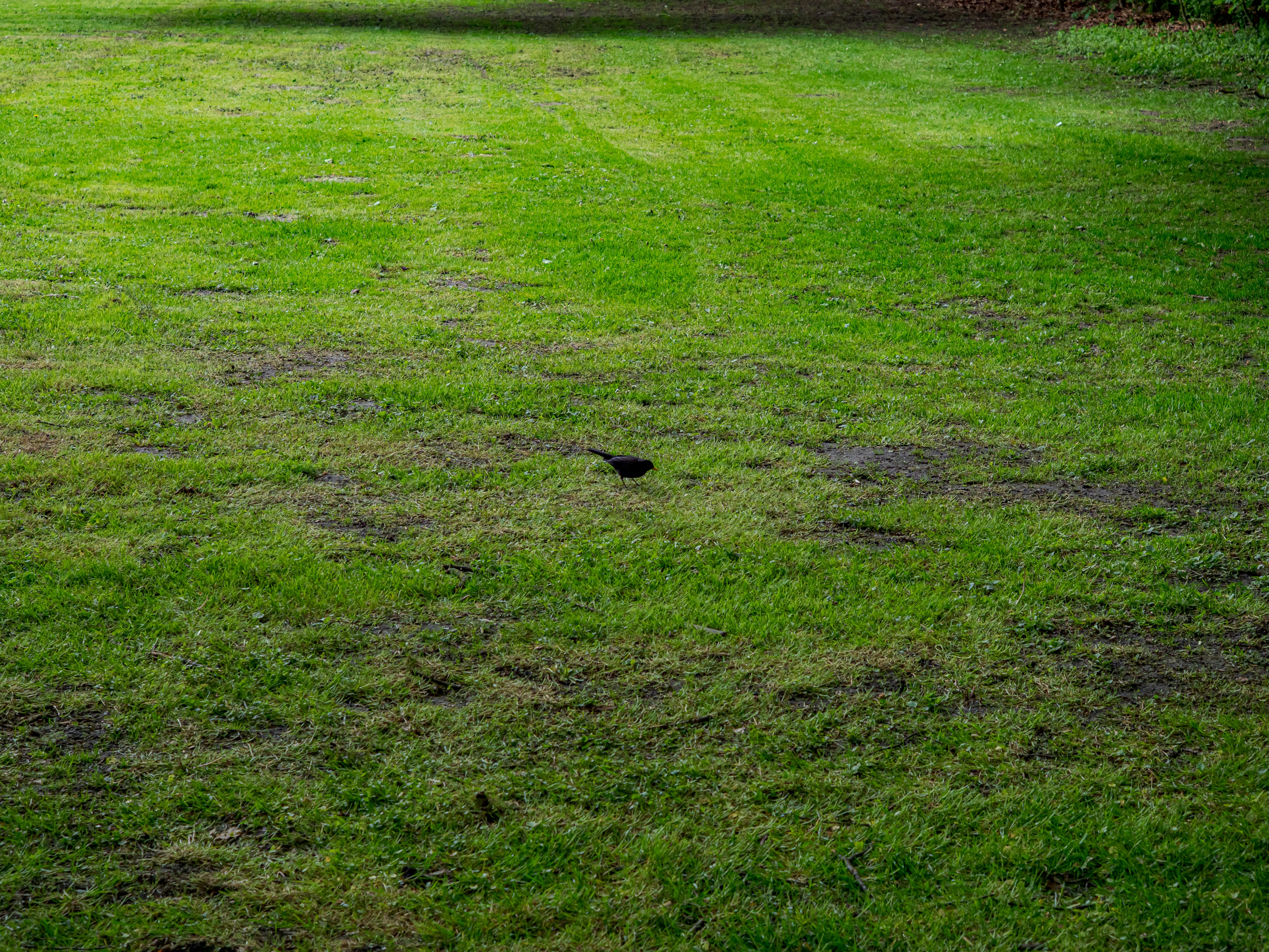 Hidden Horizon: A lone bird on the park grass