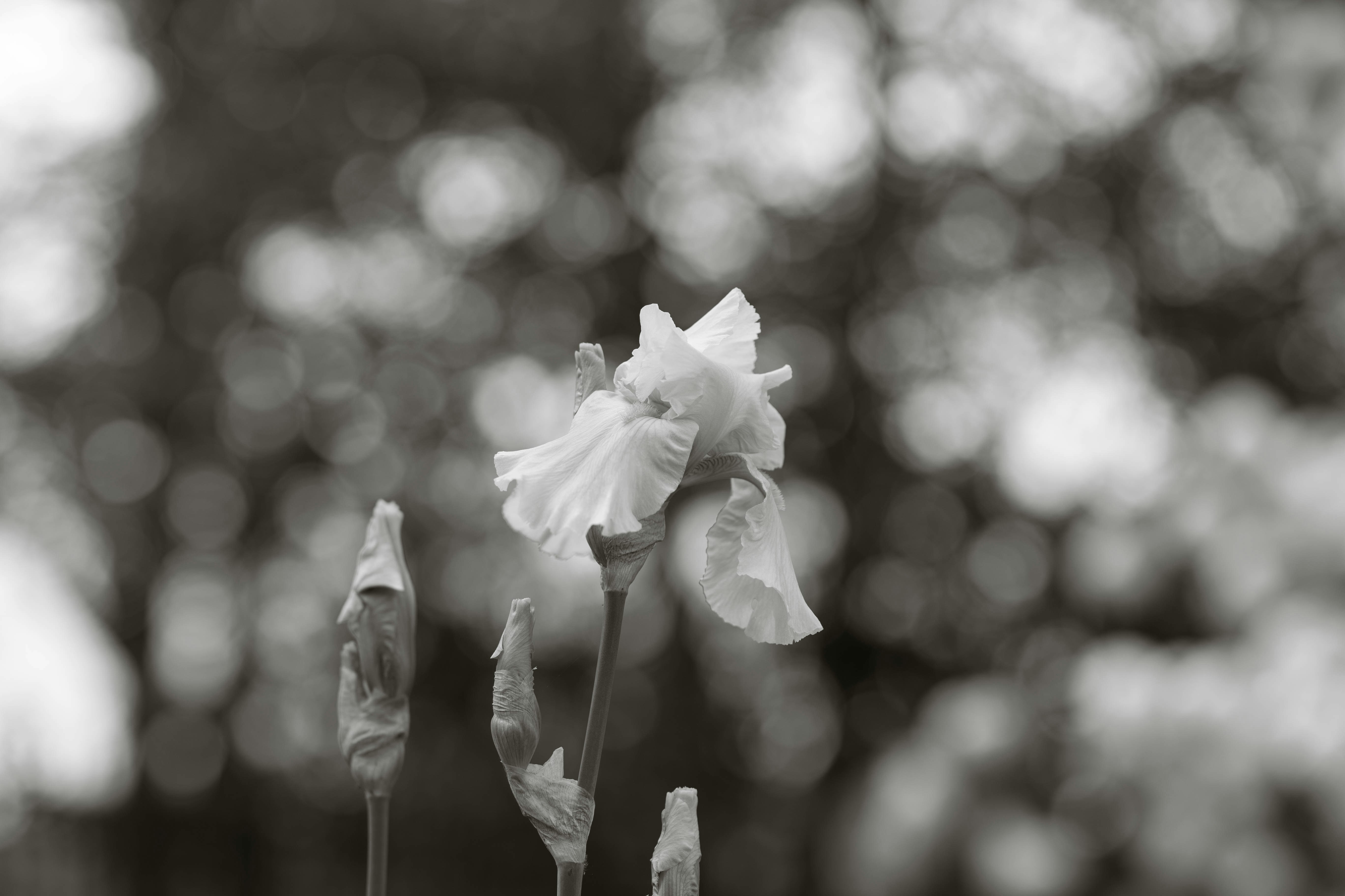 Whispers of Bloom: A Delicate Iris Against a Blurred Forest Backdrop
