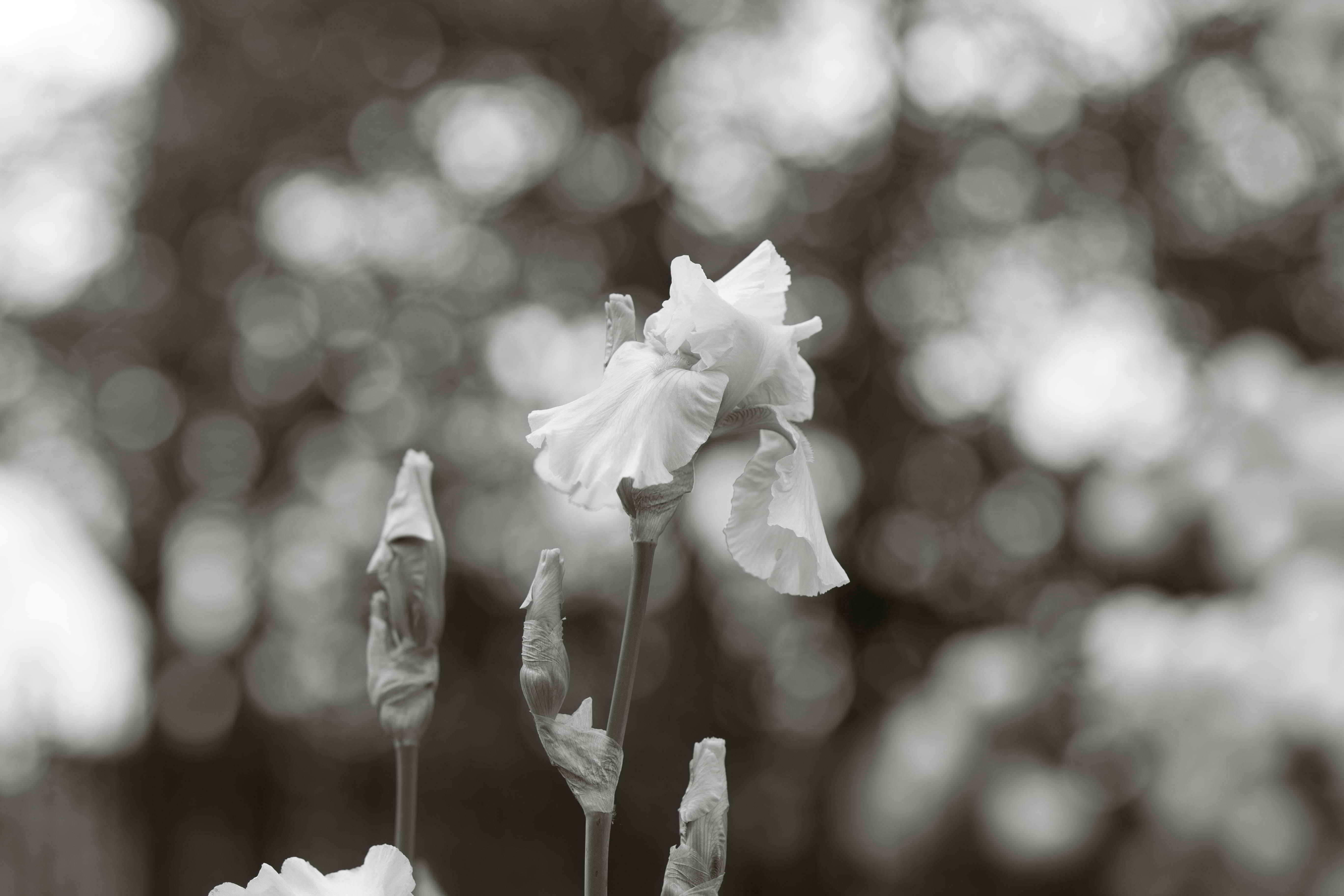 A black and white iris flower with buds.