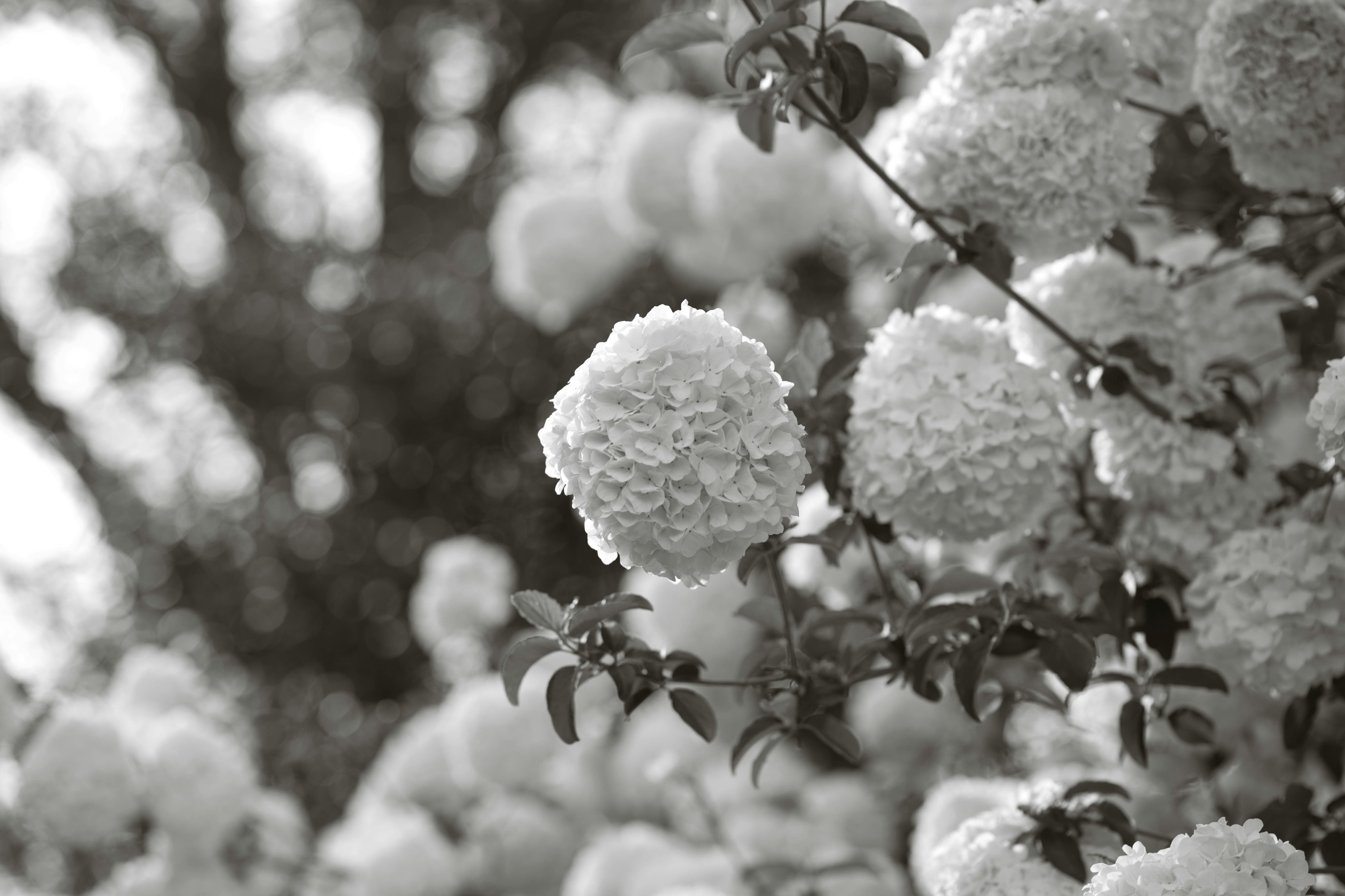 Soft Focus, Bold Blooms: A Monochrome Moment in the Garden