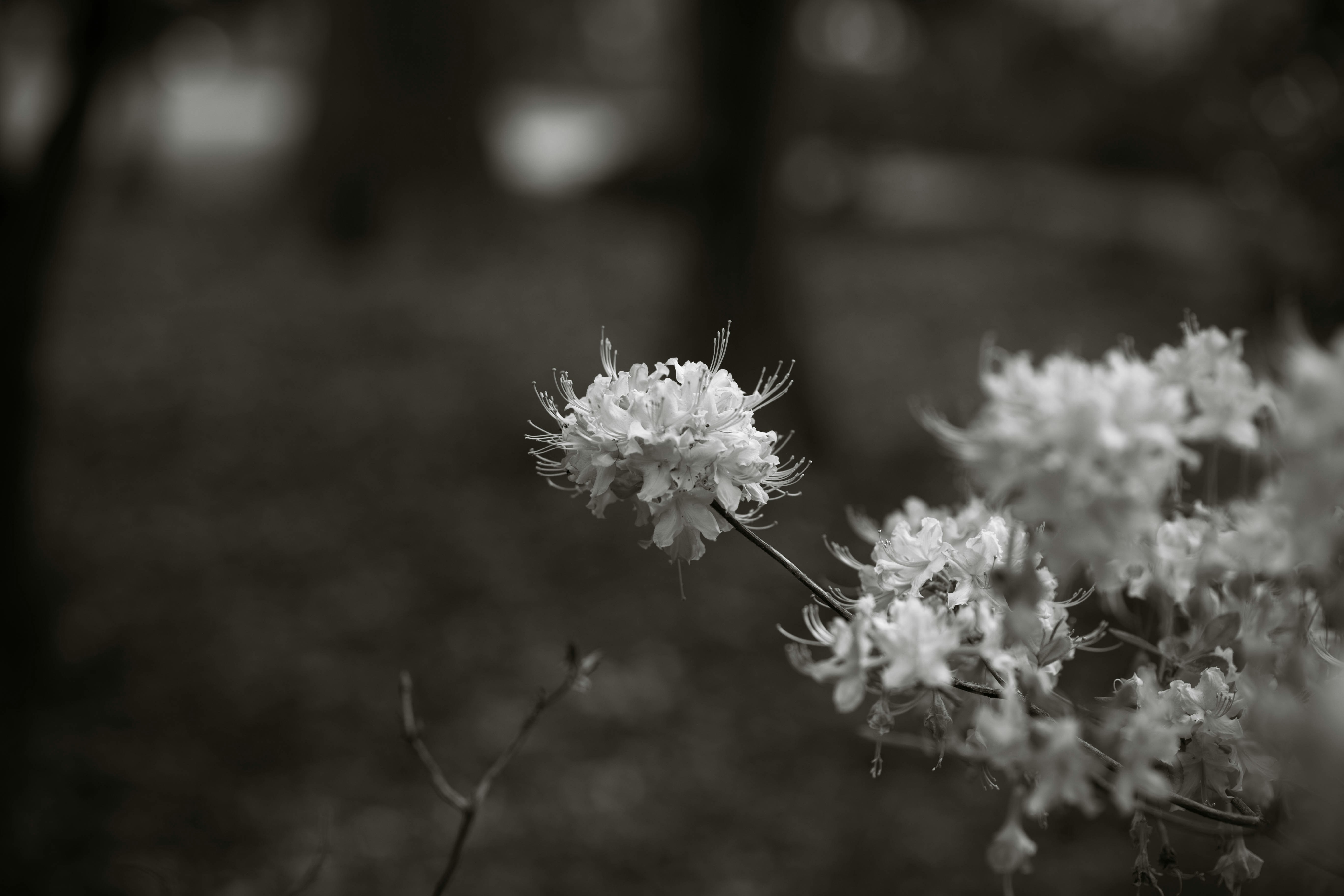 Petals in Focus: Soft Bloom Against a Dim Park