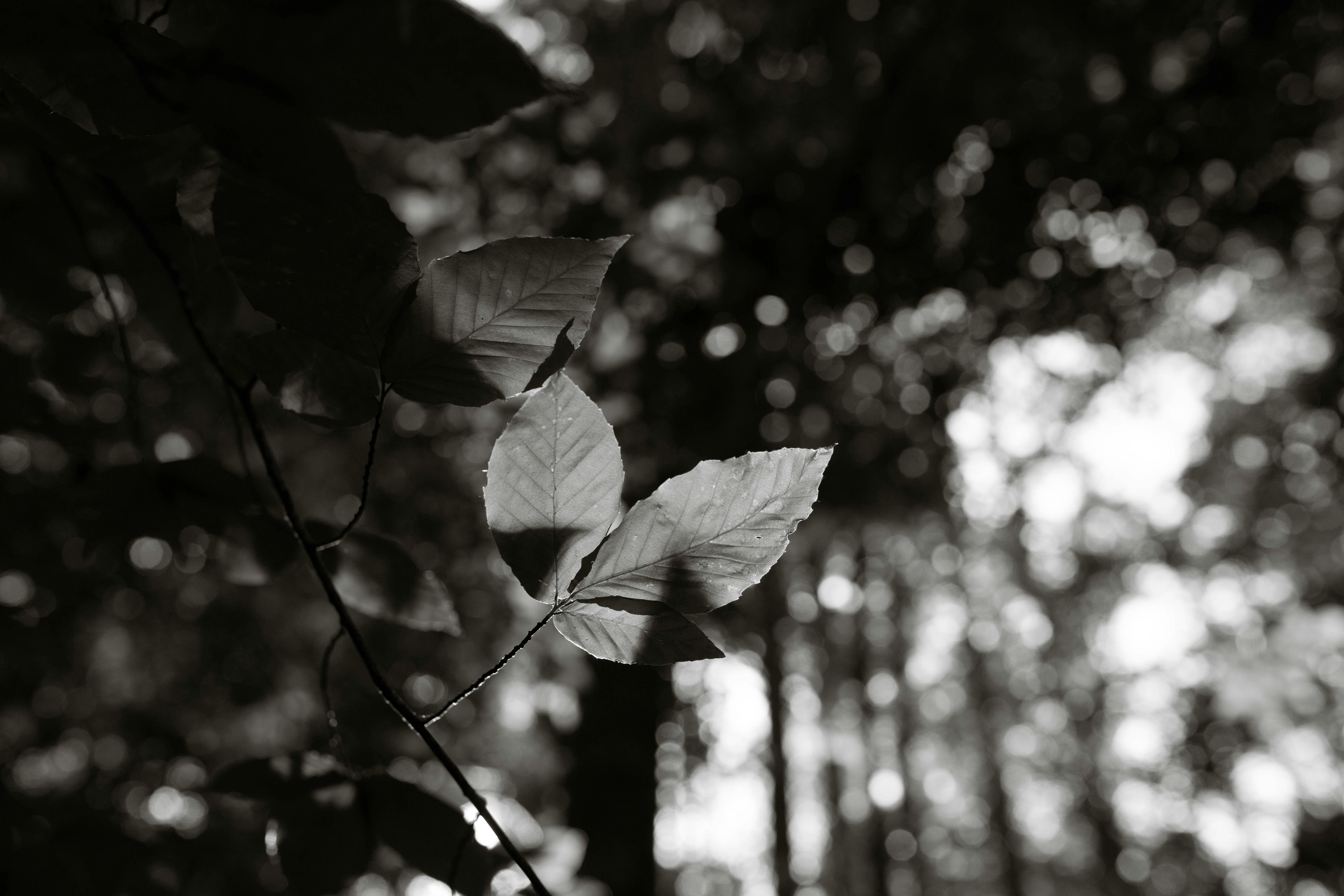 Branching Quiet: Leaves in Focus Against a Dappled Forest Backdrop