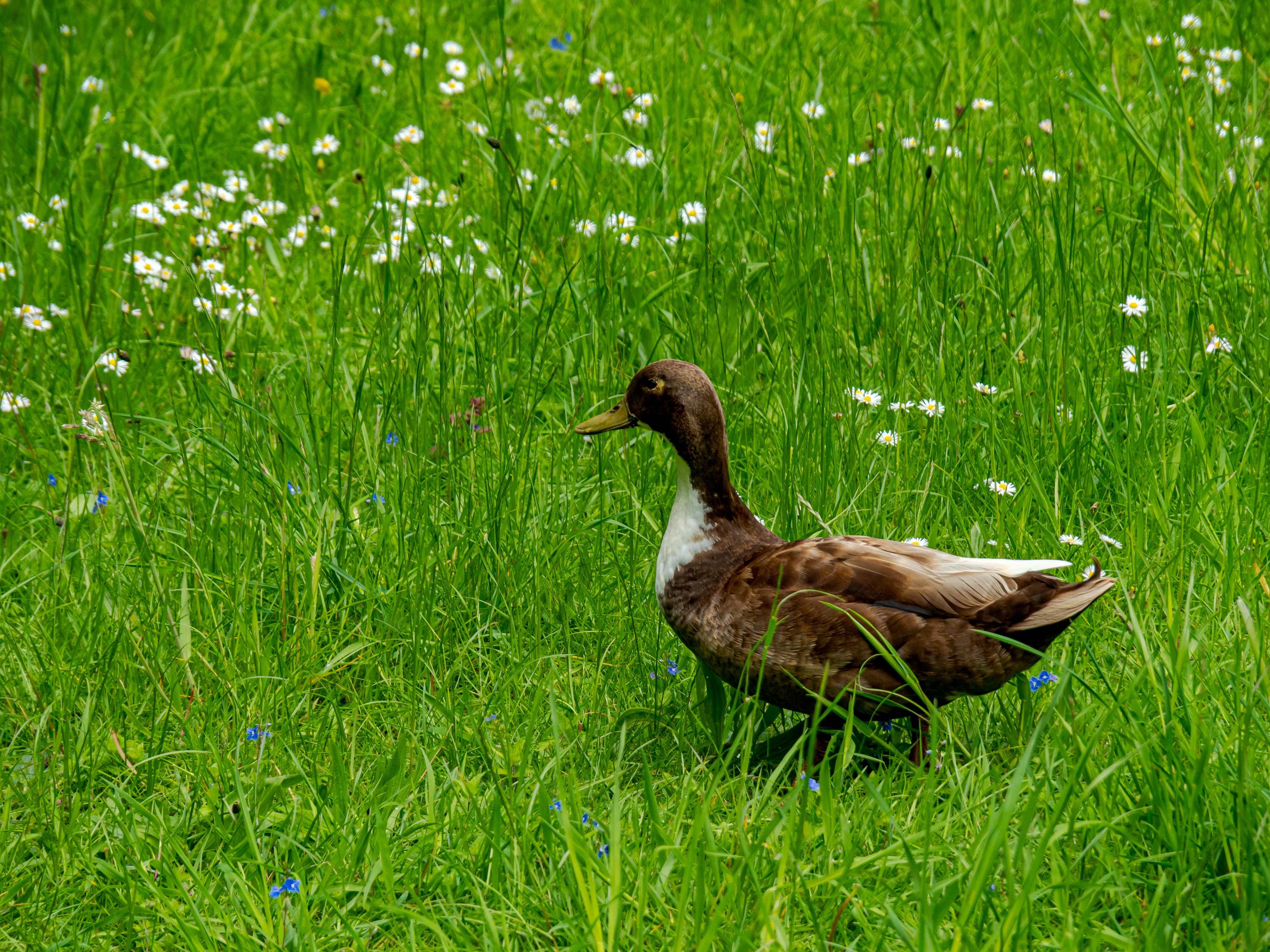 Brown-White Duck Amid White Wildflowers in Sunlit Meadow