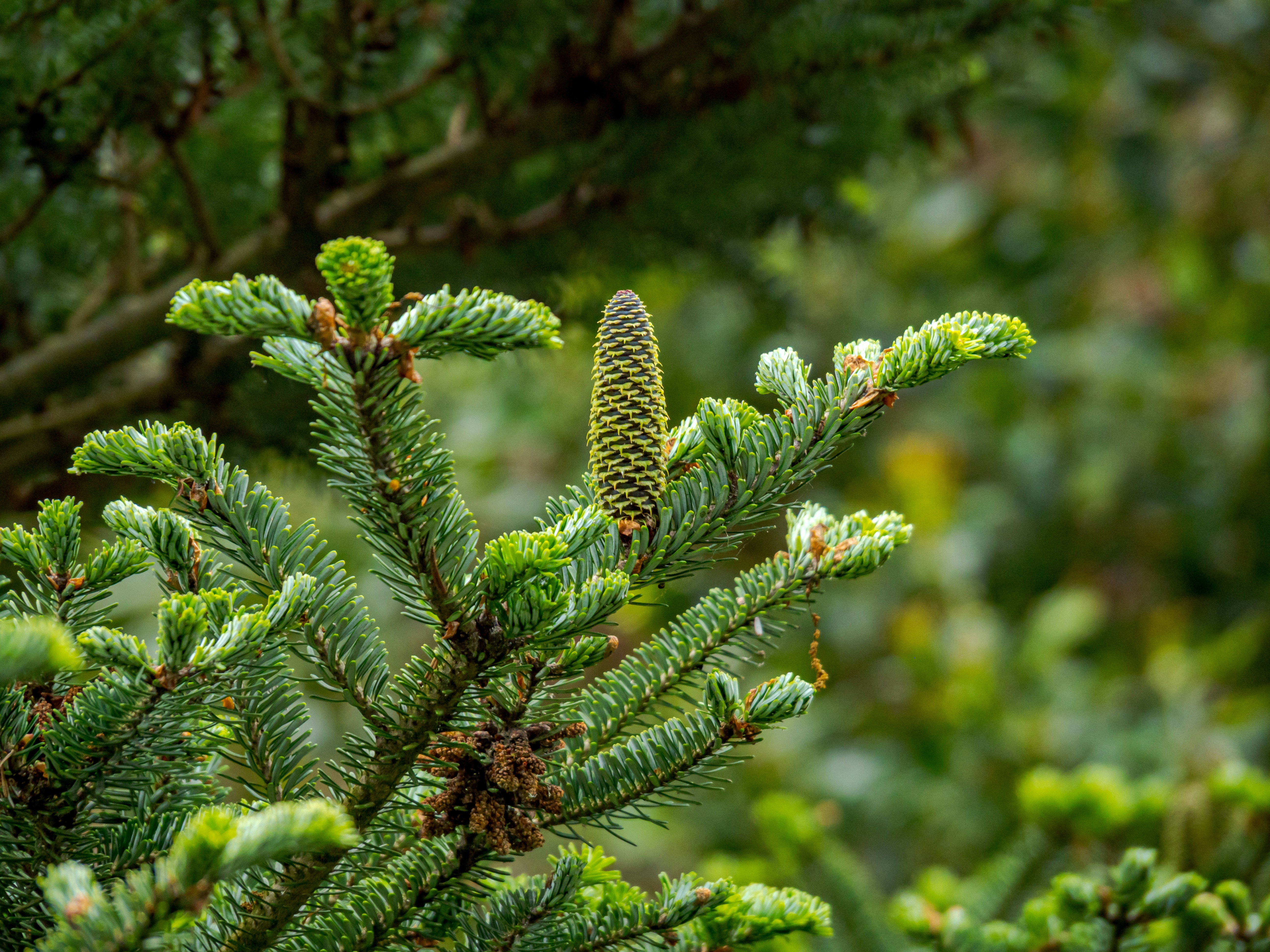 Central Cone of a Spruce Pointer