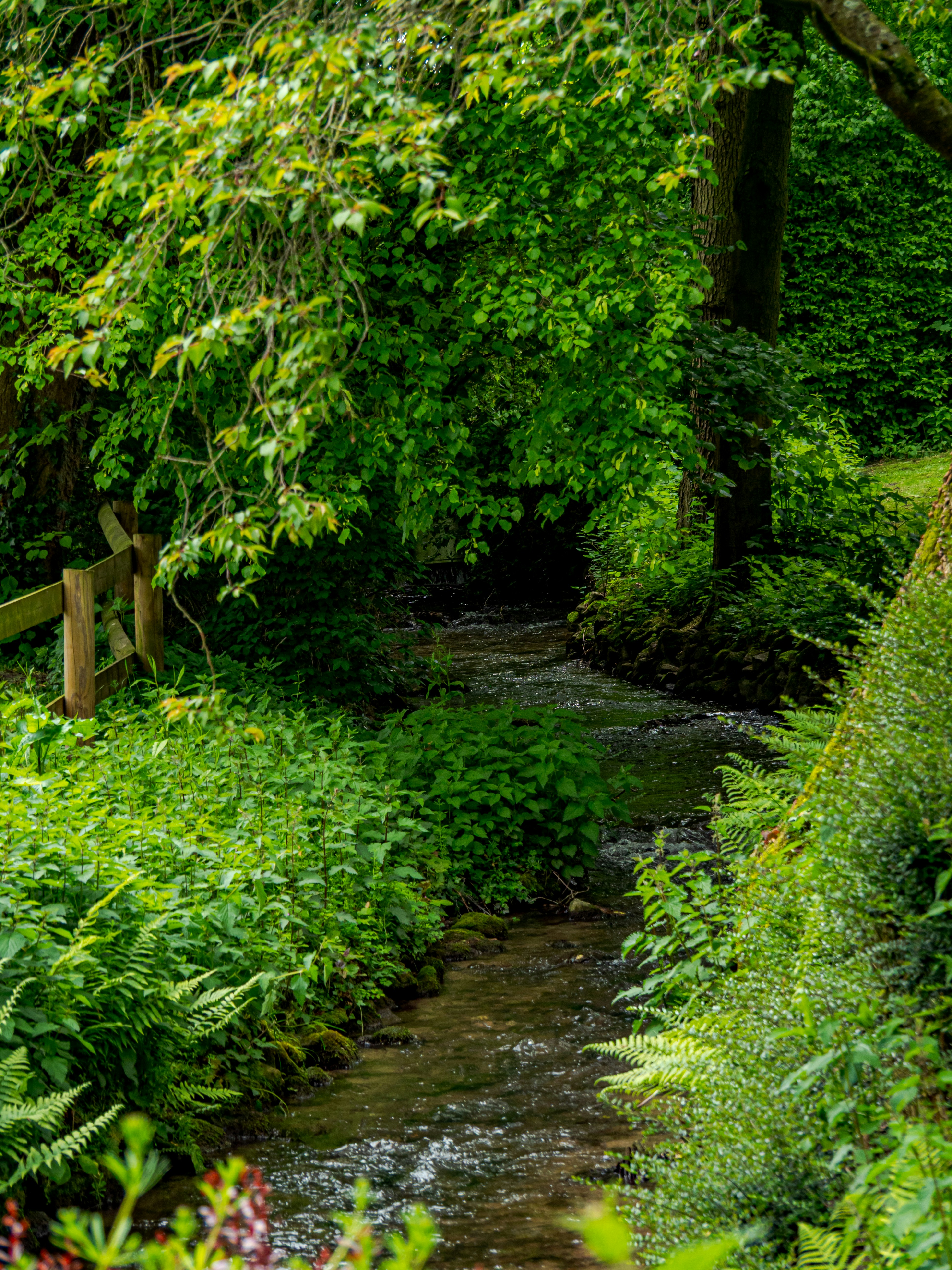 Hidden Stream Through Verdant Corridor