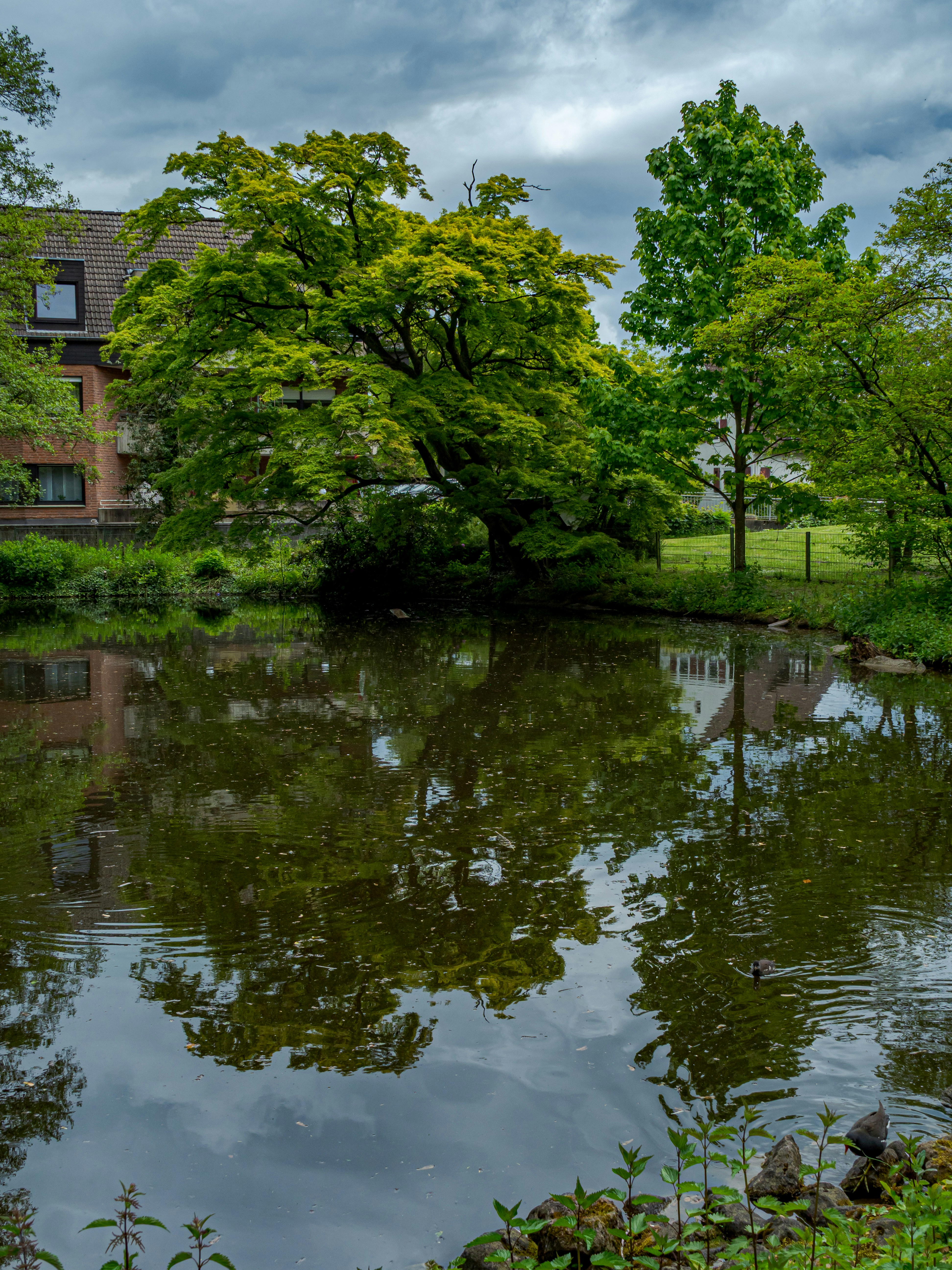 Mirror of green: trees and sky reflected on a tranquil pond