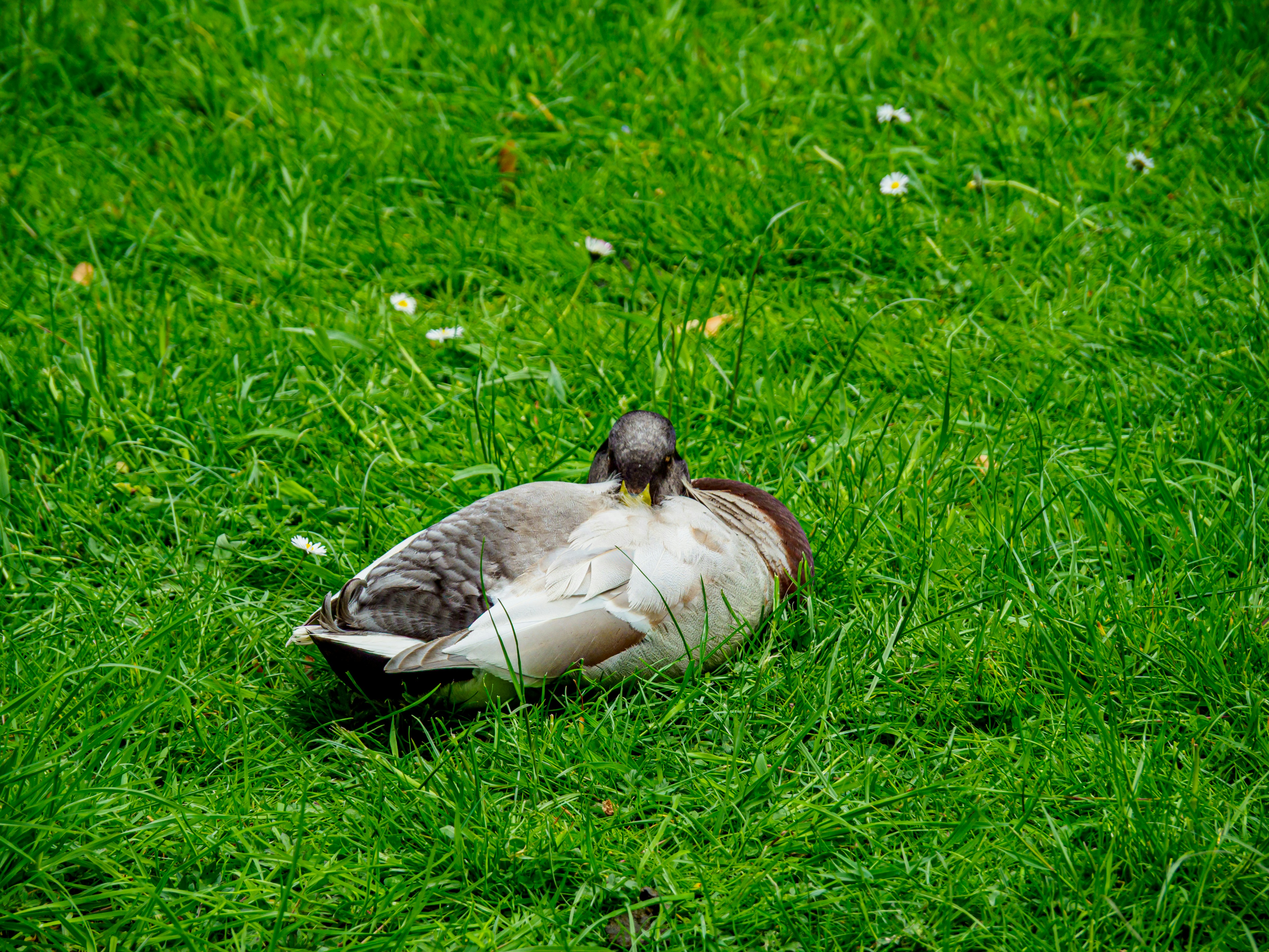 Resting Mallard in a Gentle Meadow