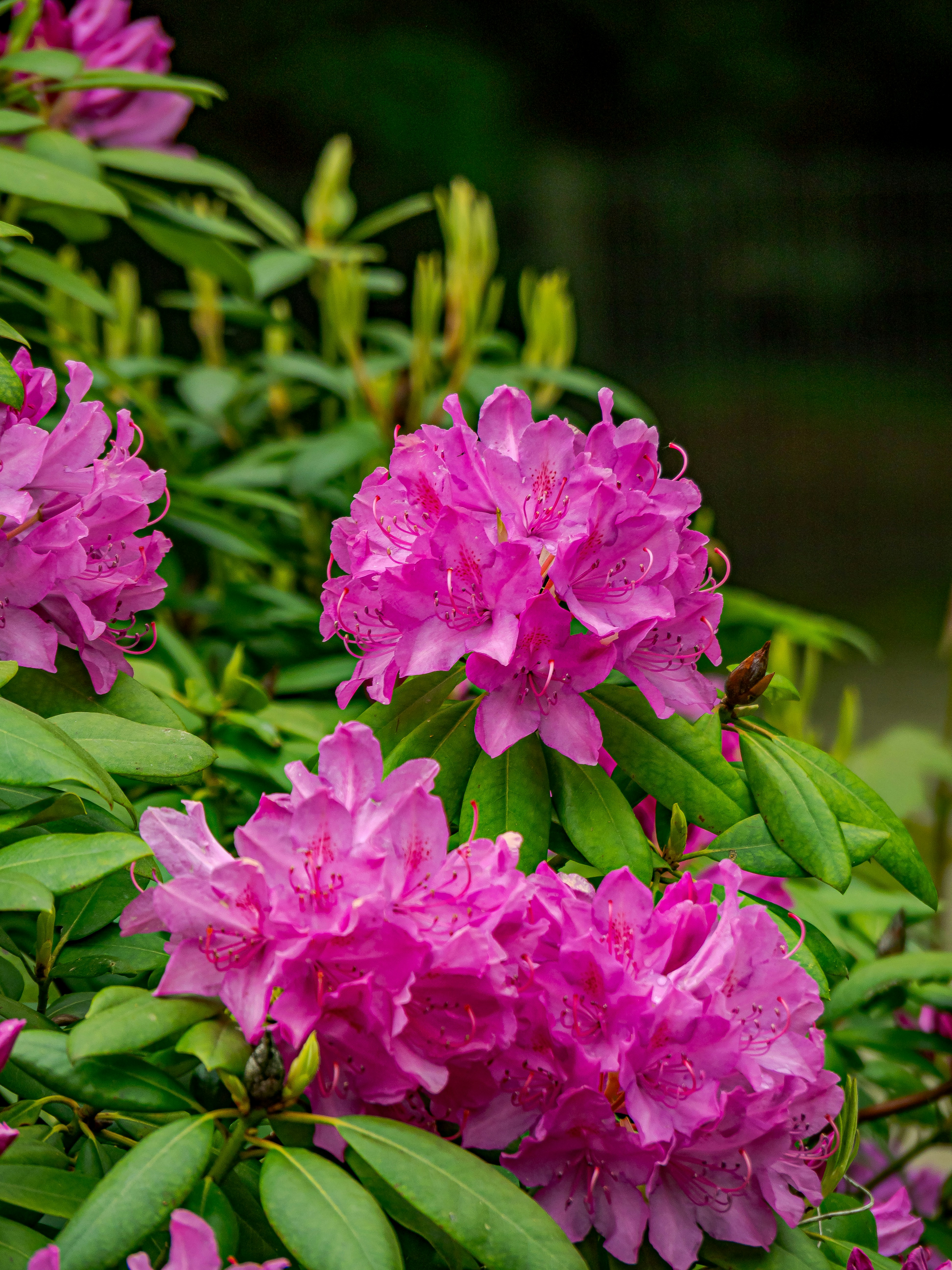 Magenta Blossoms in Focus: Rhododendron Cluster at Garden Edge
