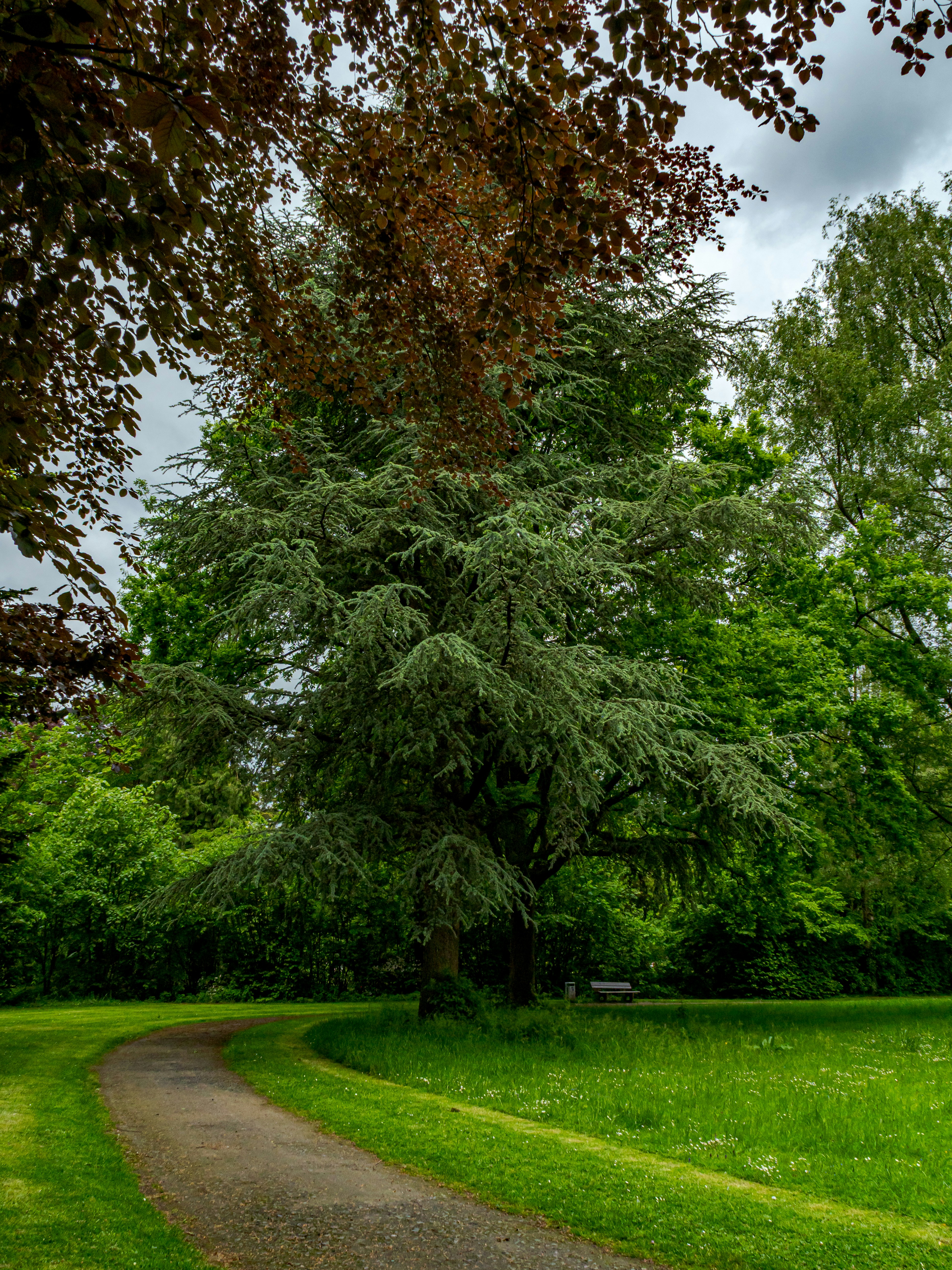 A Quiet Conifer Guardianship Along the Winding Path