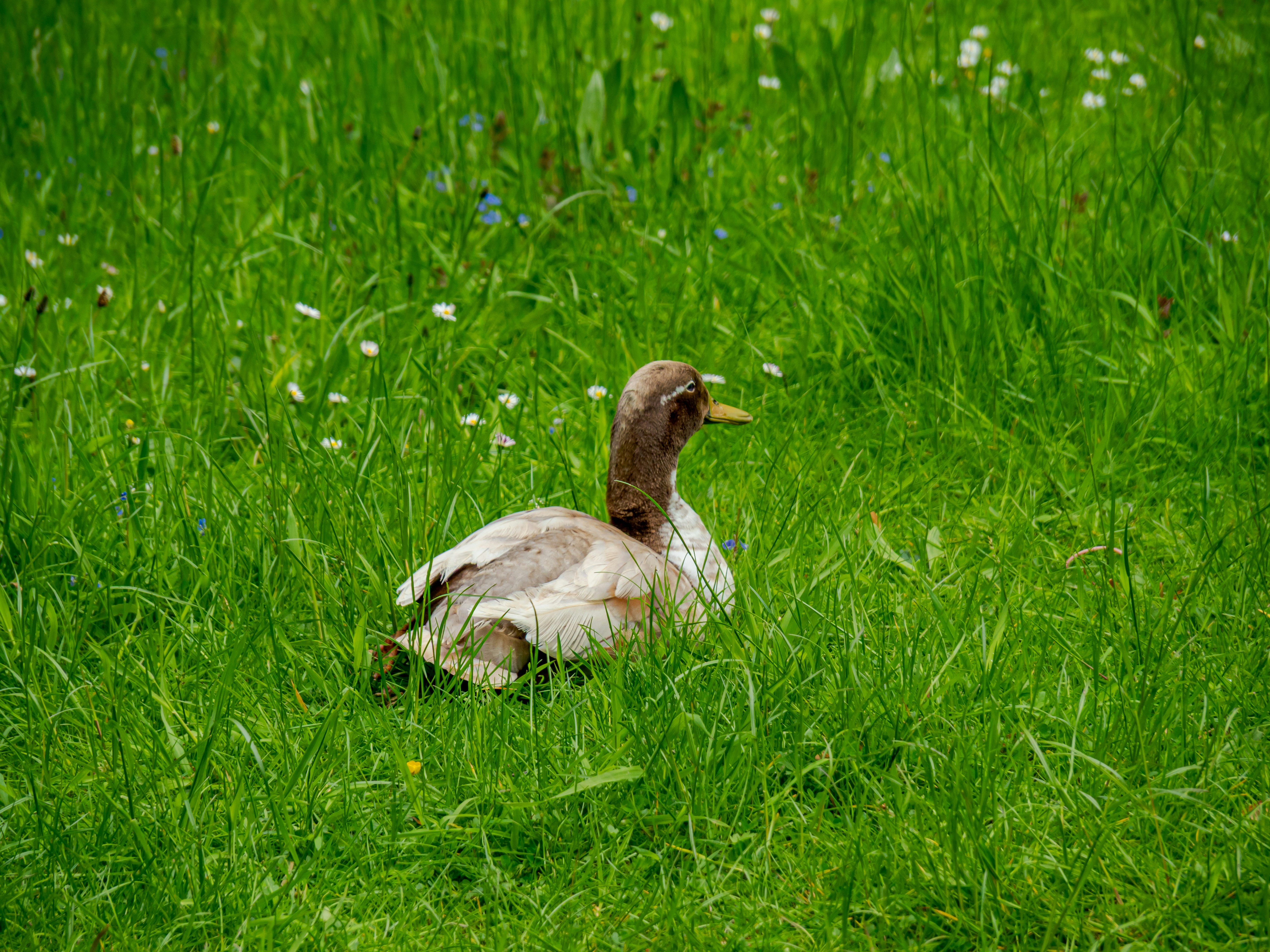 Green Pasture, Quiet Goose