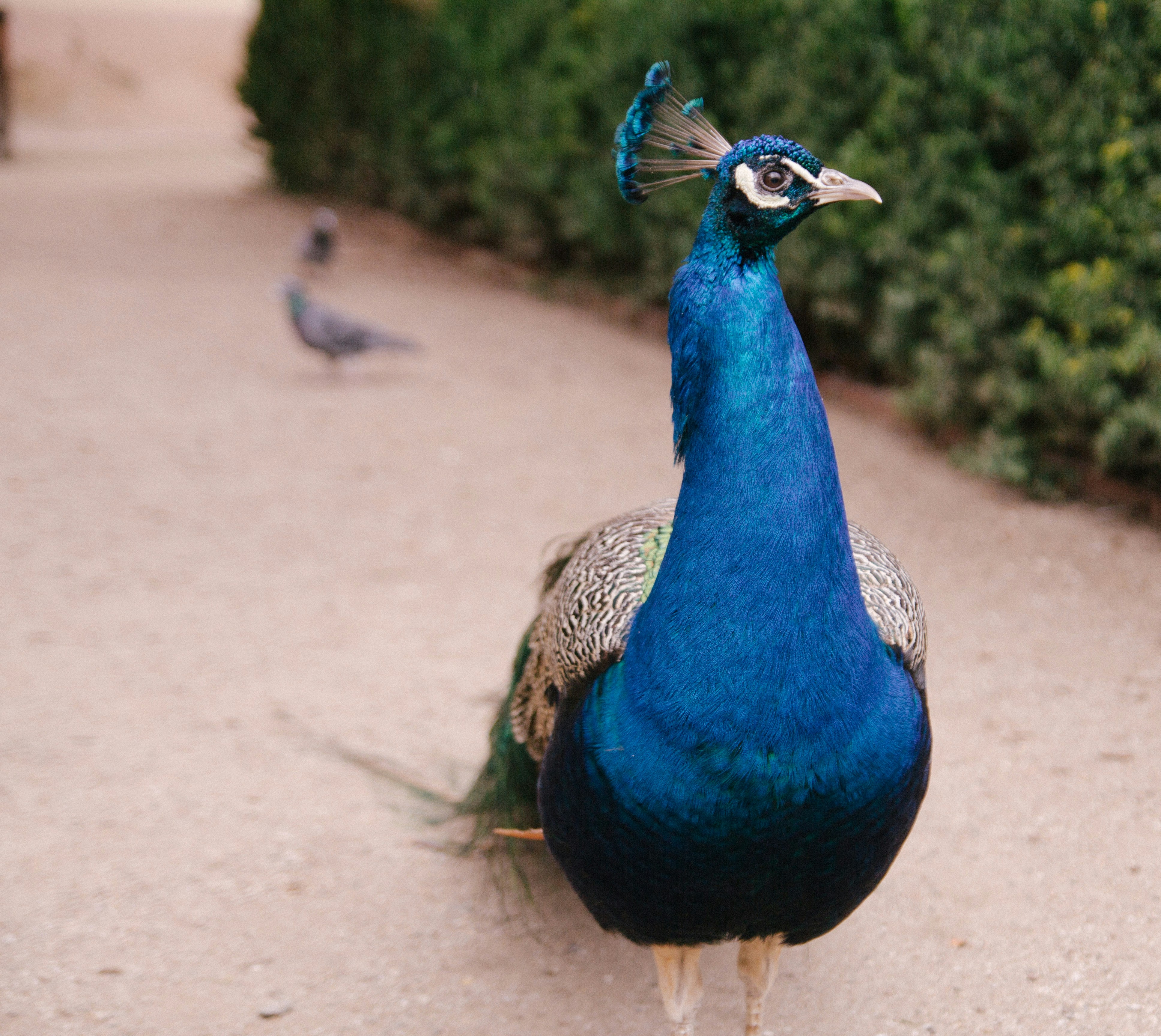Majestic Peacock on a Sandy Path