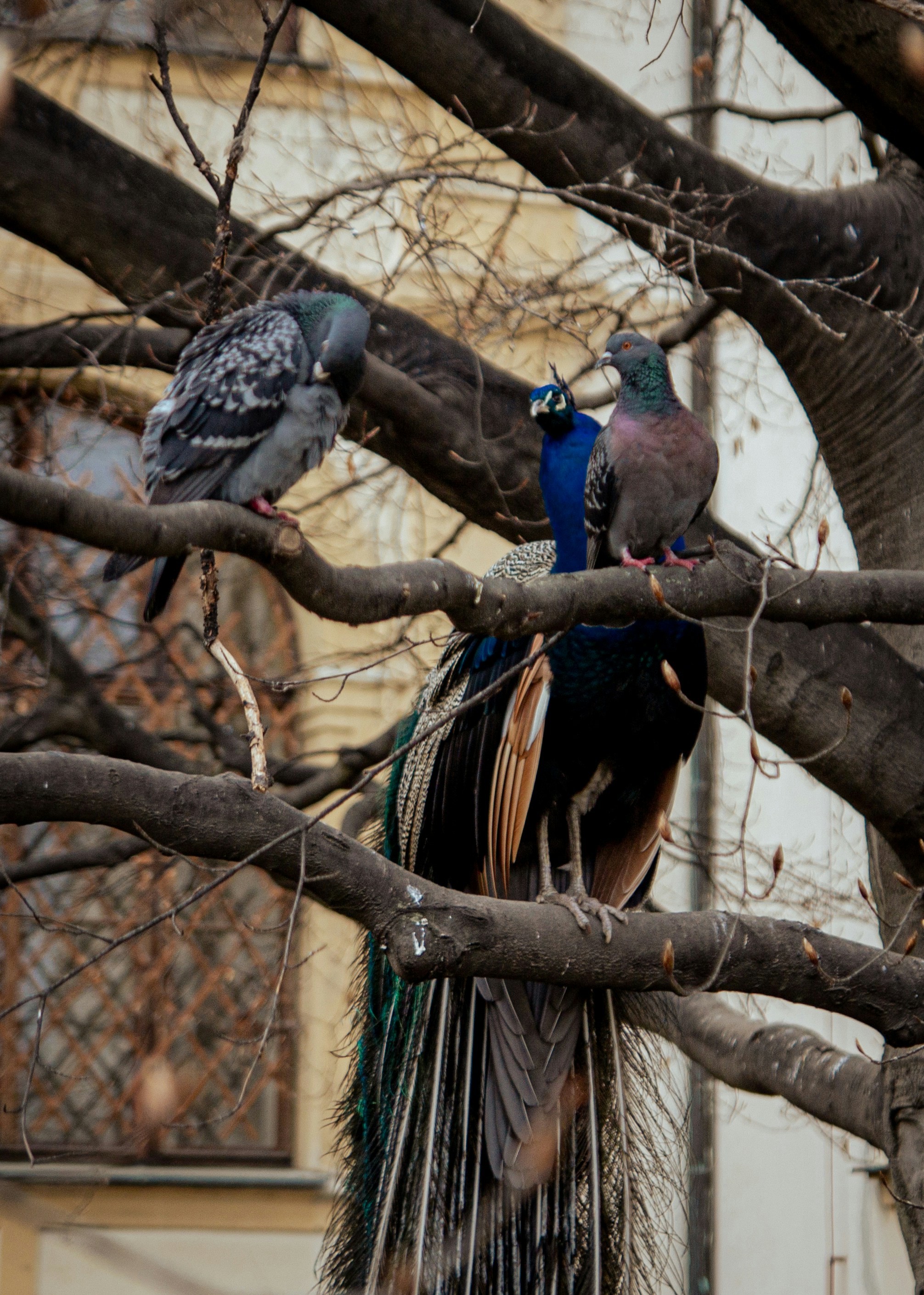 Lavender Plumage and Pigeons: A City Tree Perch
