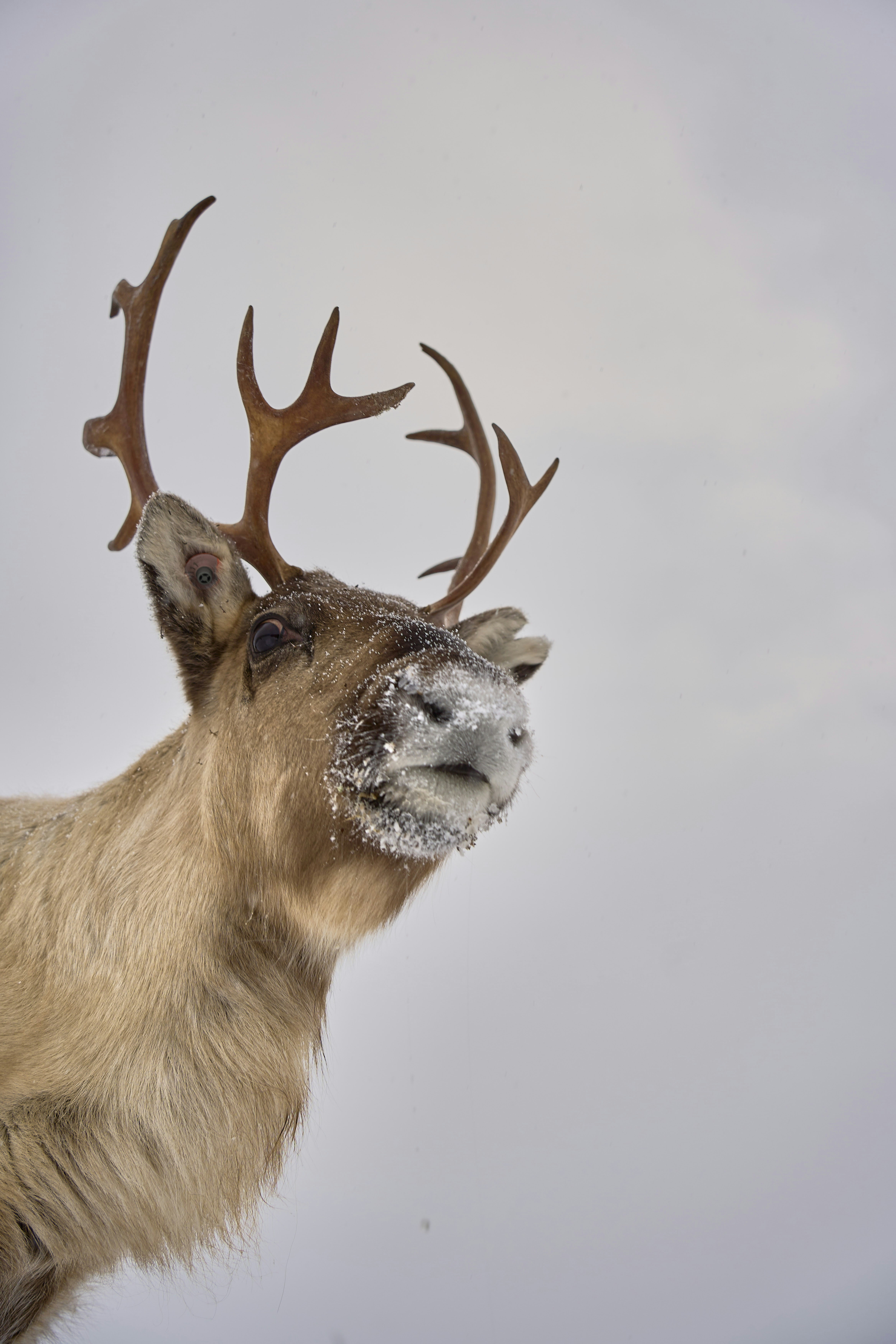 Antlered Stare: A Snow Dusted Elk Roars into the Sky