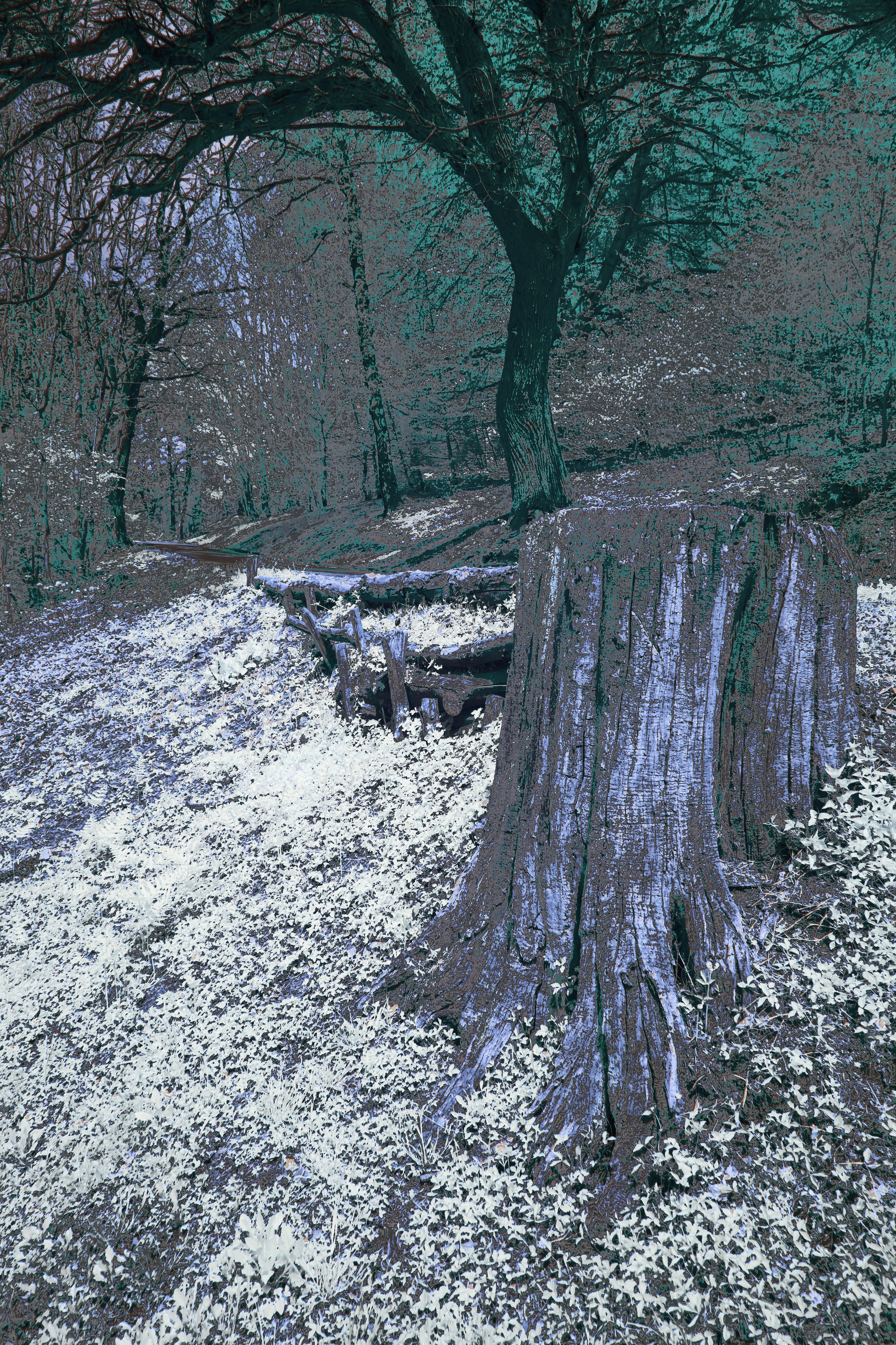 Stump Cathedral: An Ancient Tree Remnant in a Quiet Woodland