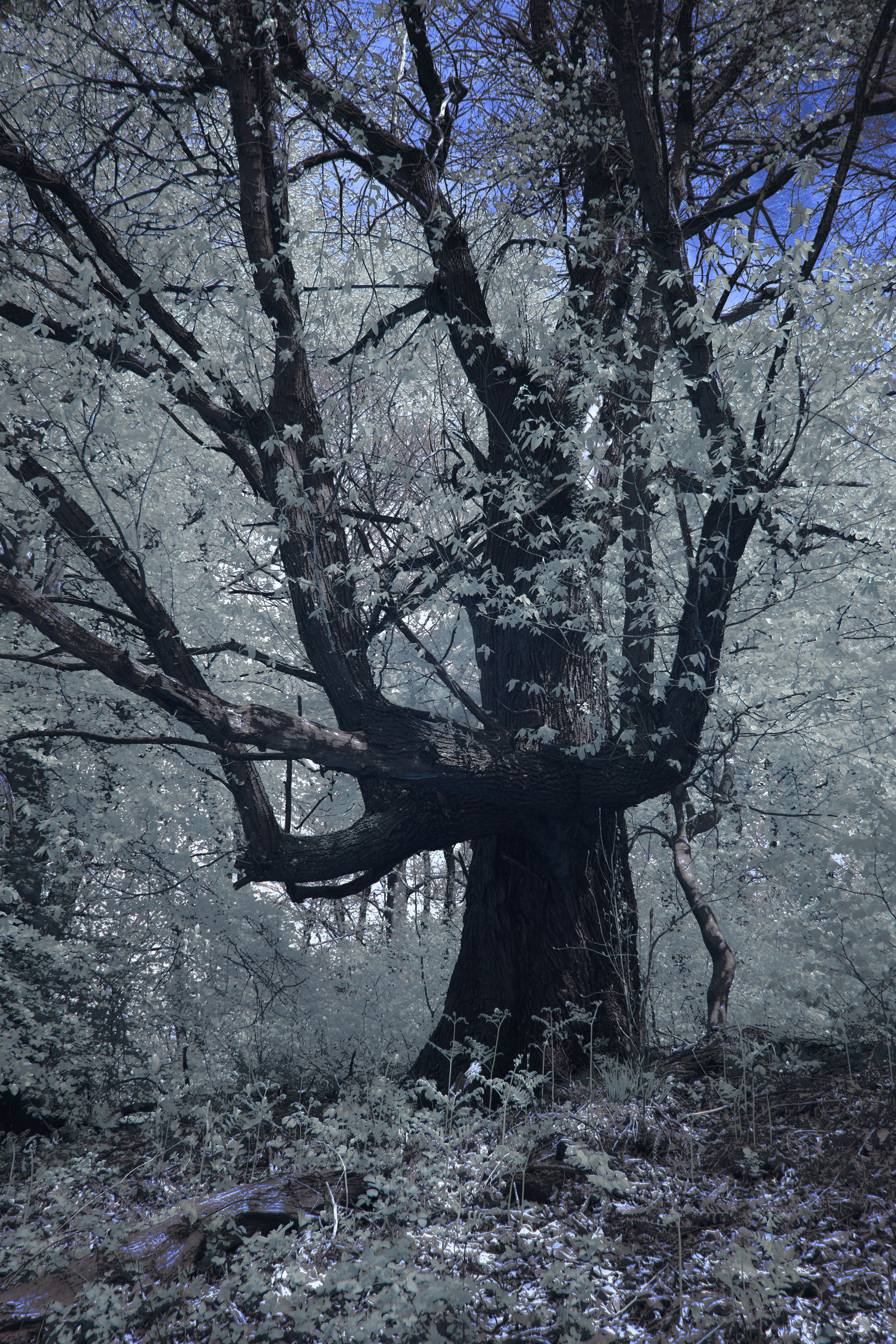 Ancient Tree Guardian in a Misty Woodland Glade