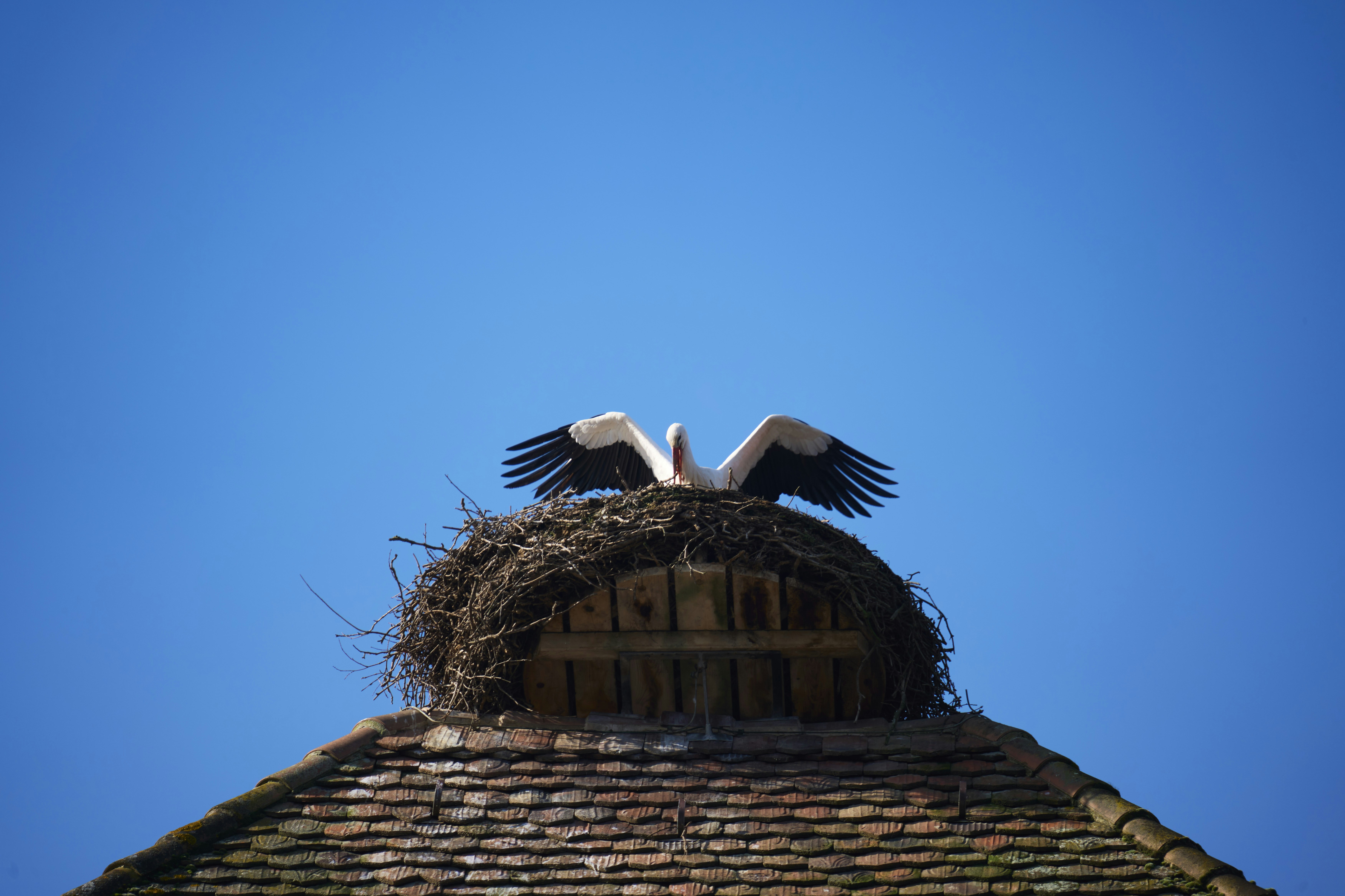 Aegis of the Roof: A Stork's Nest Brims the Sky