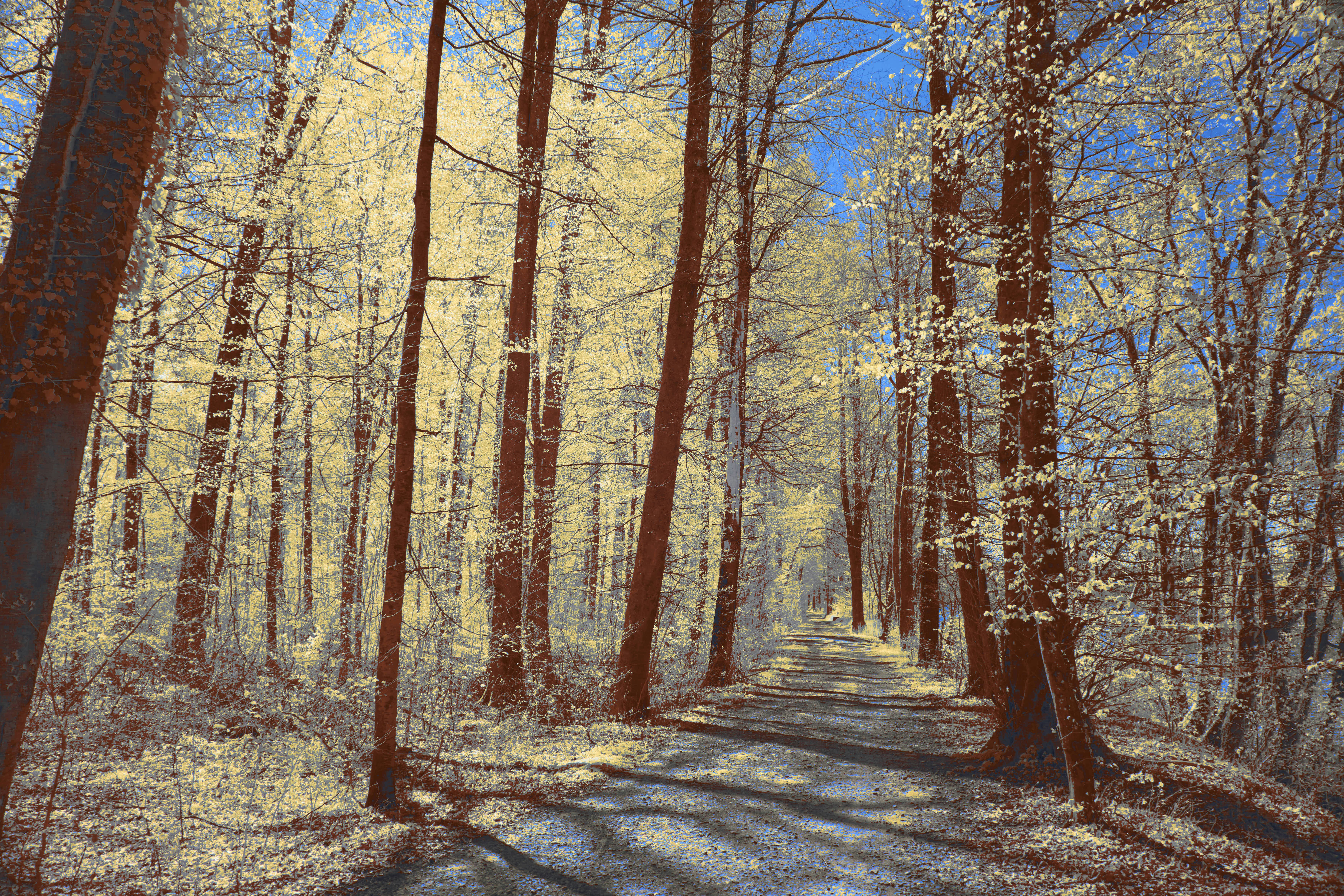 Forest Avenue: A Golden-Tone Path Through Tall Birch