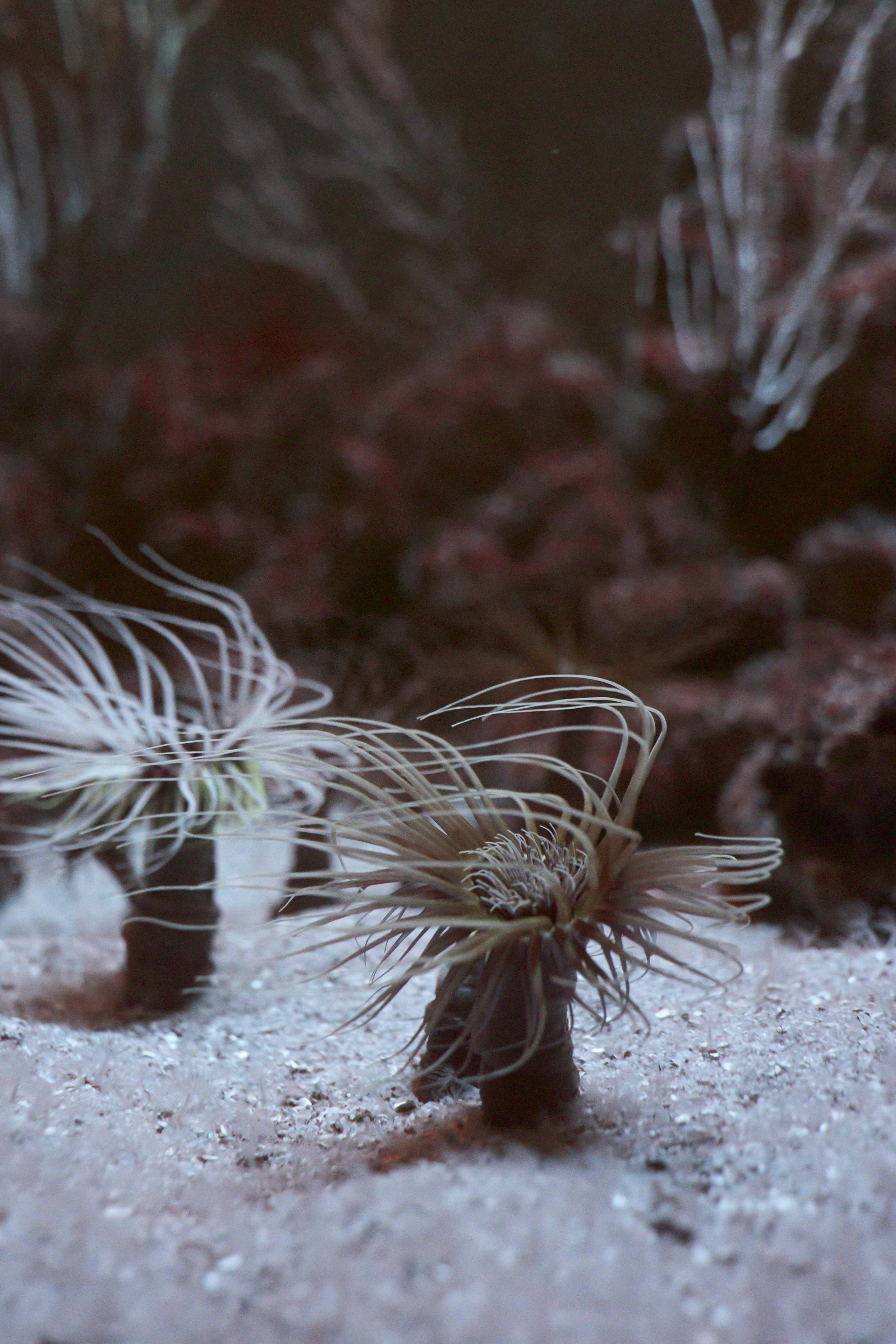 Tube anemones with flowing tentacles on a sandy seafloor.