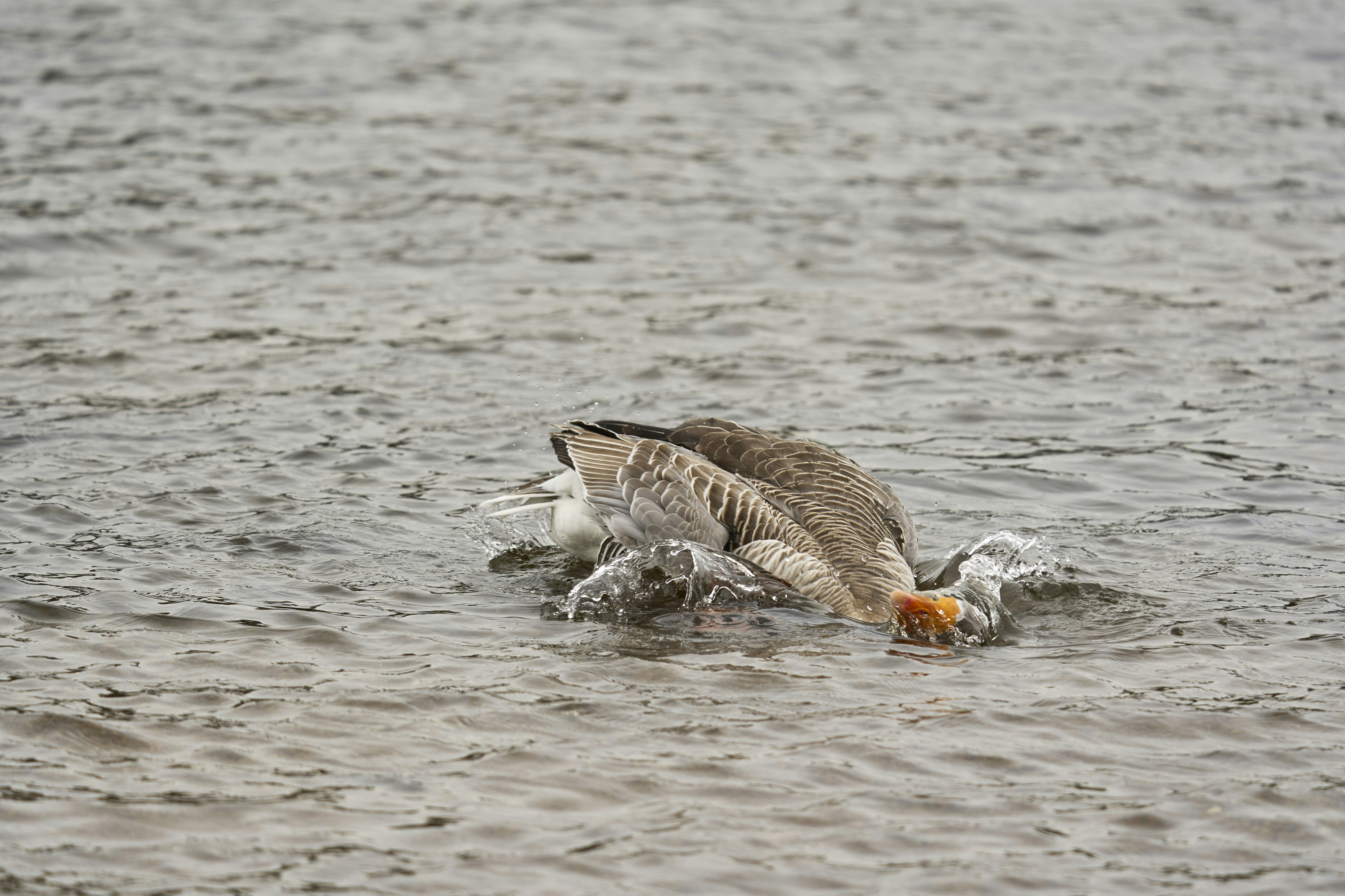 Diving Beak: A Waterfowl Buries Itself in a Rippling Lake