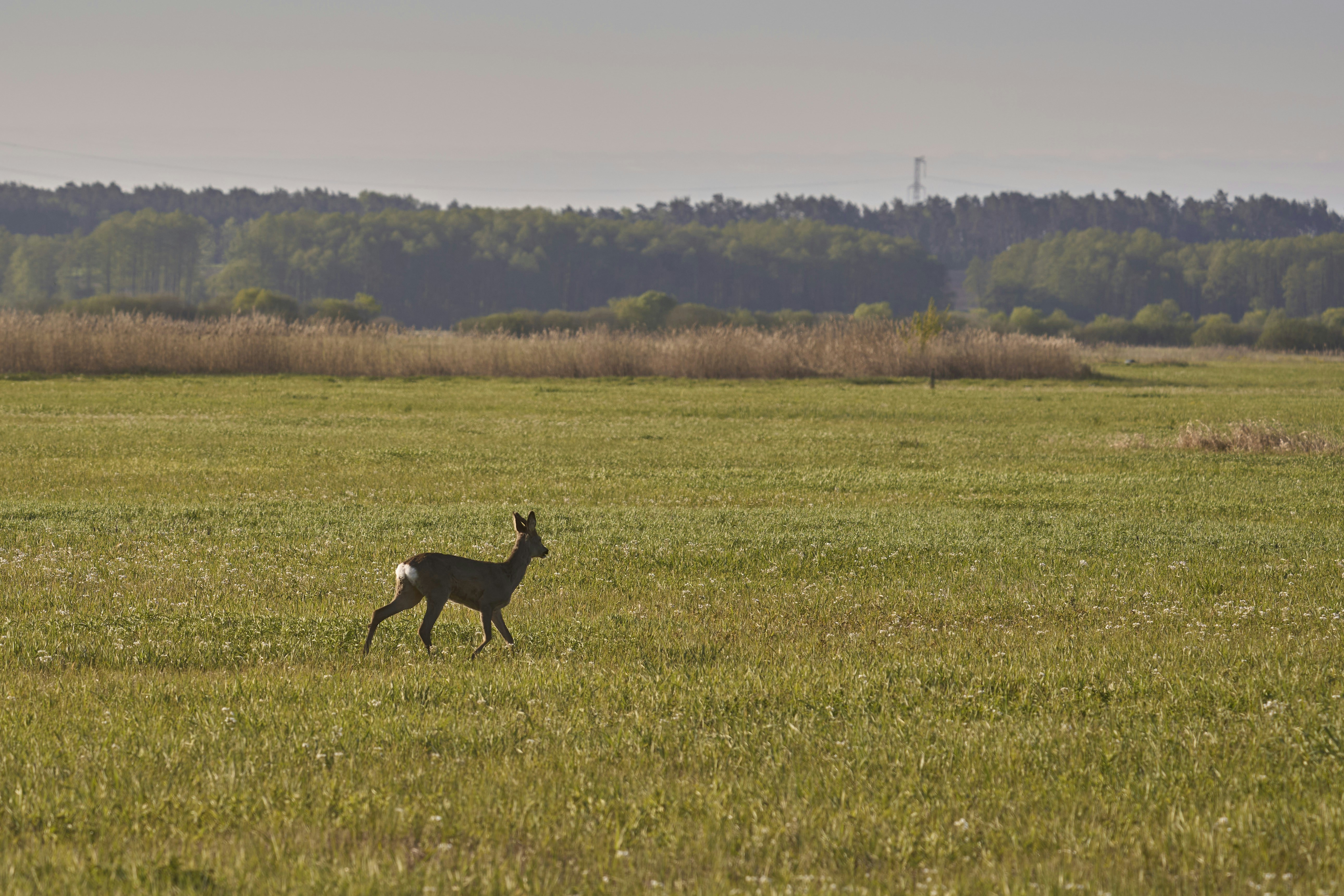 A deer walks through a field with distant trees.