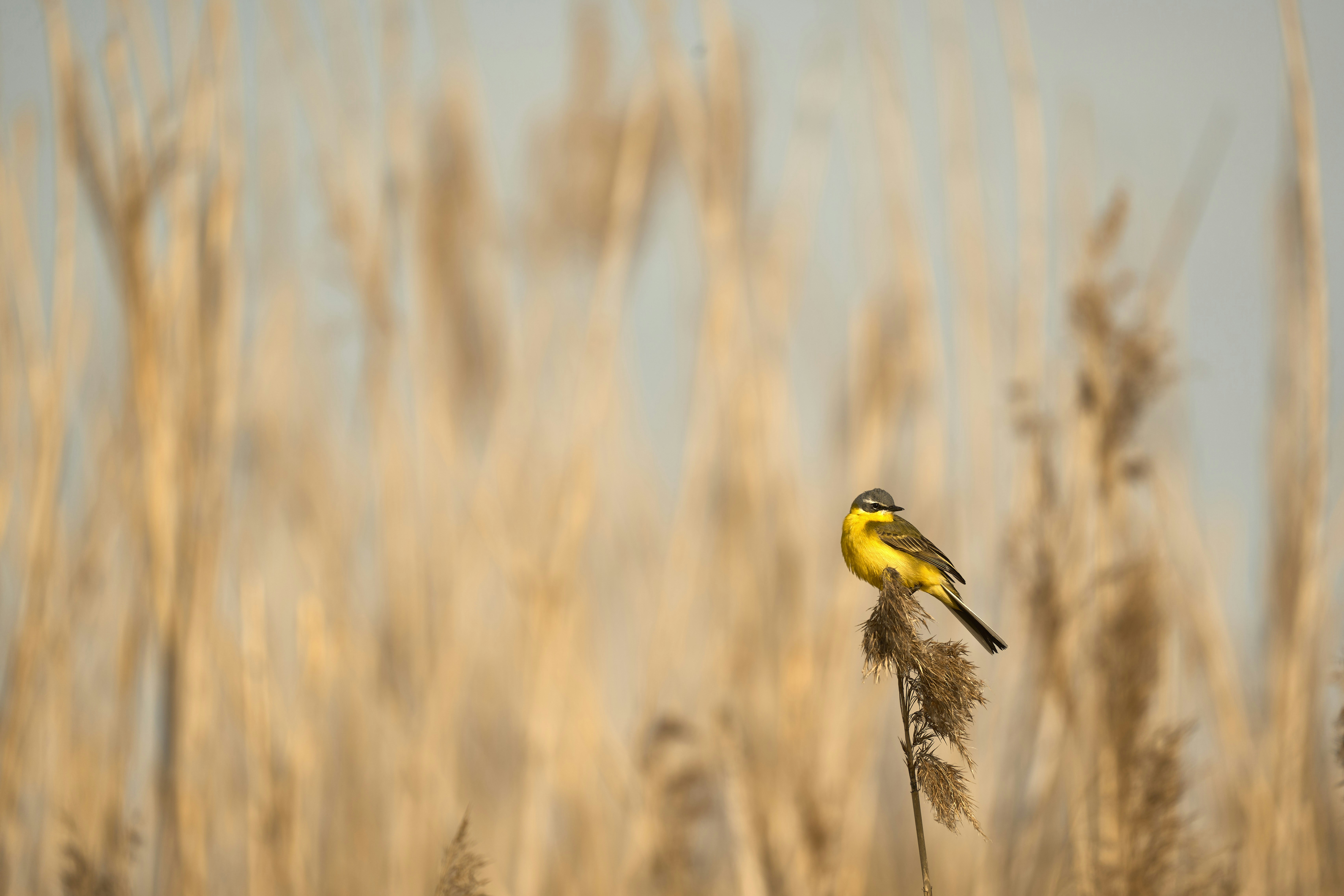 Golden Warbler on a Reedy Stage