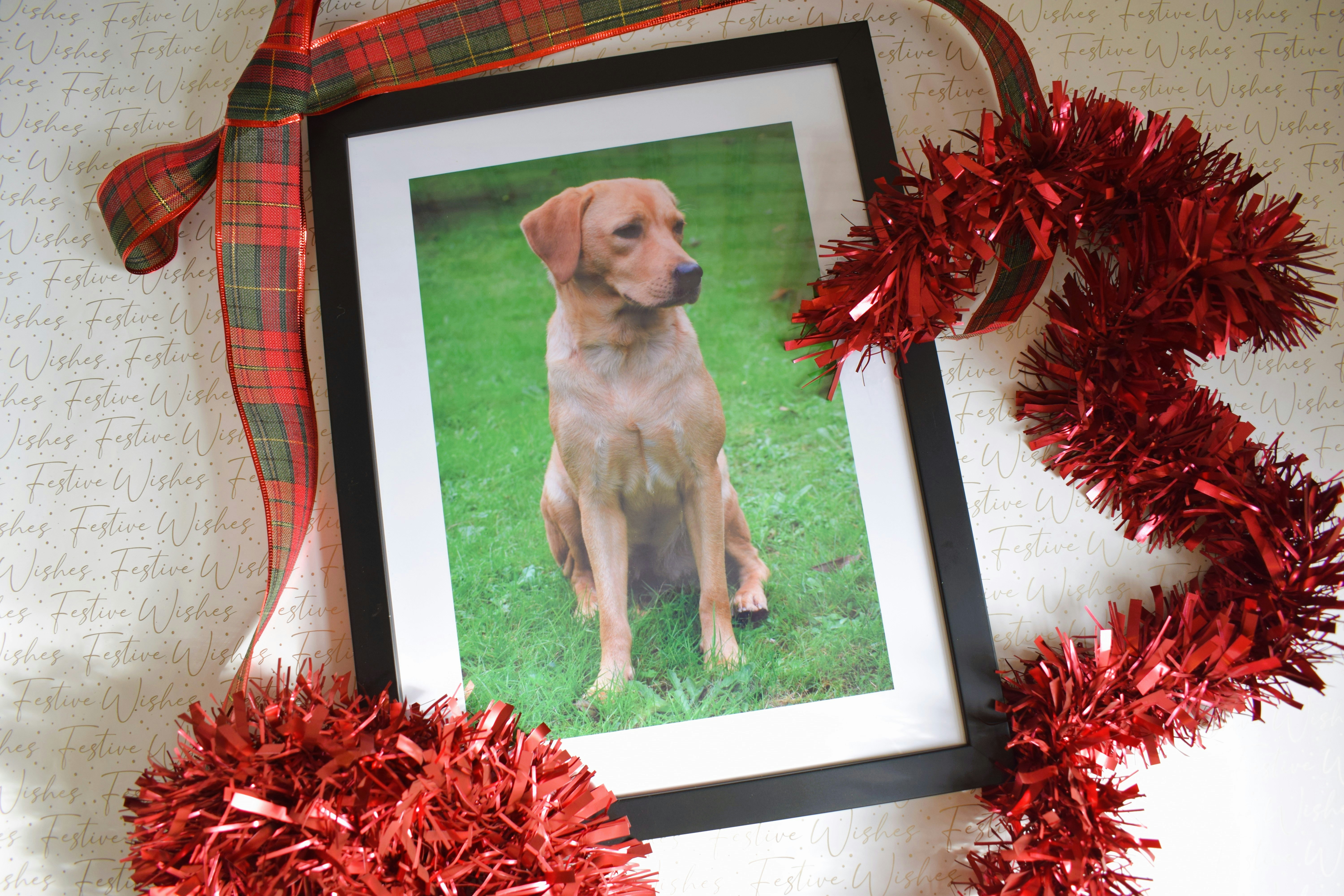 Framed Fido: A Cheerful Portrait Nestled Among Red Garland Garlands