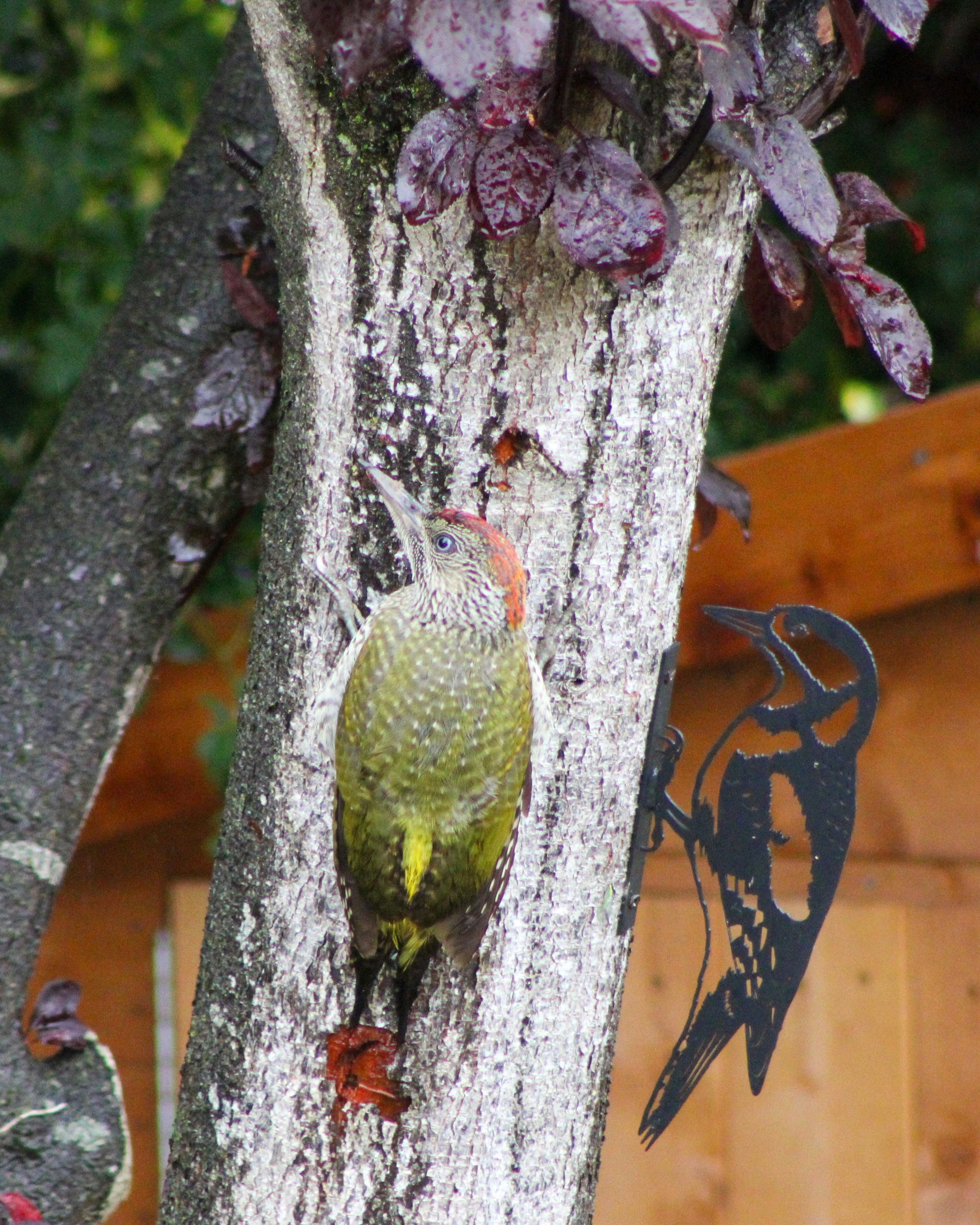 Green Woodpecker Clings to a Lichen-Dusted Trunk
