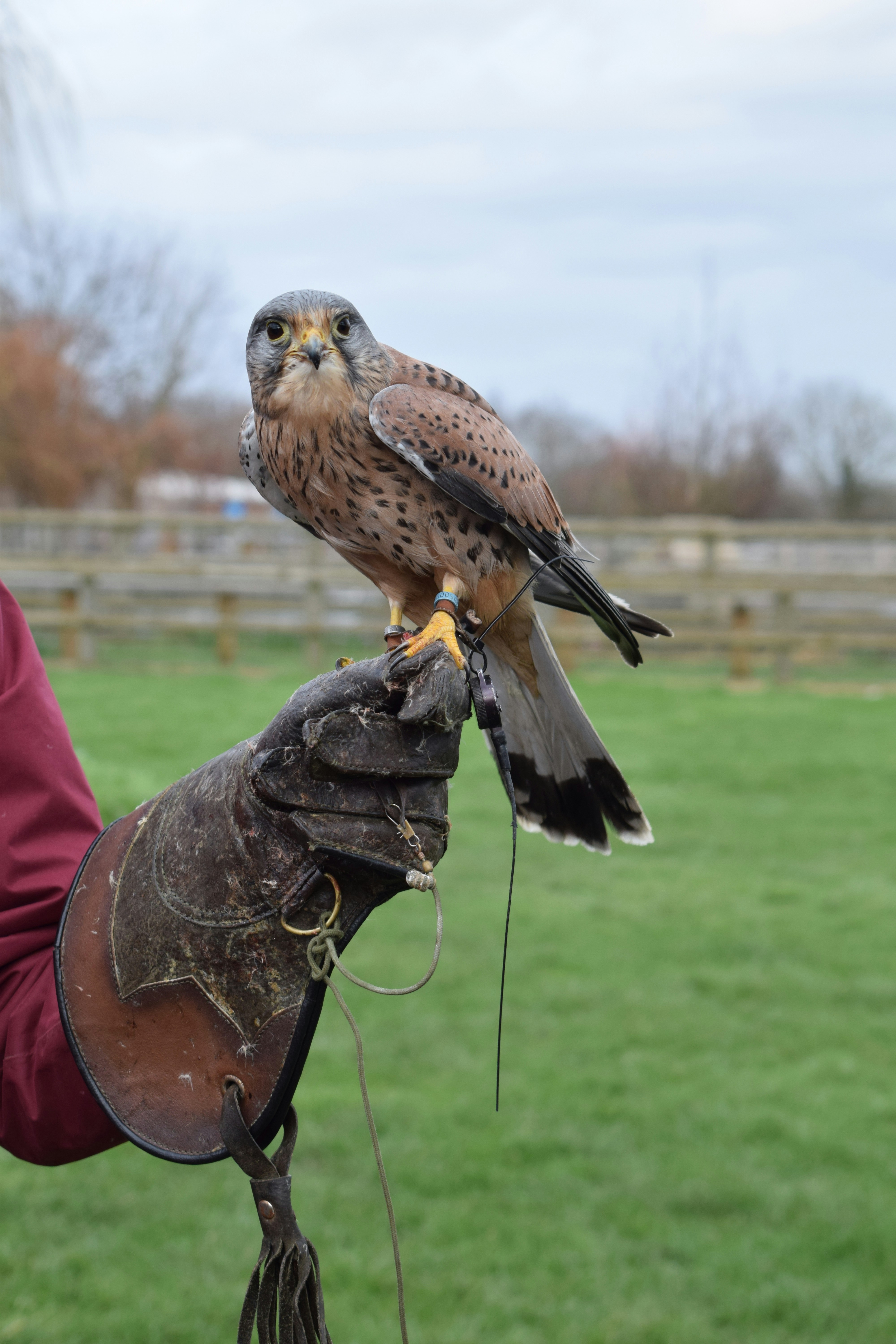 Raptor Companion: A falcon perched on a gloved hand