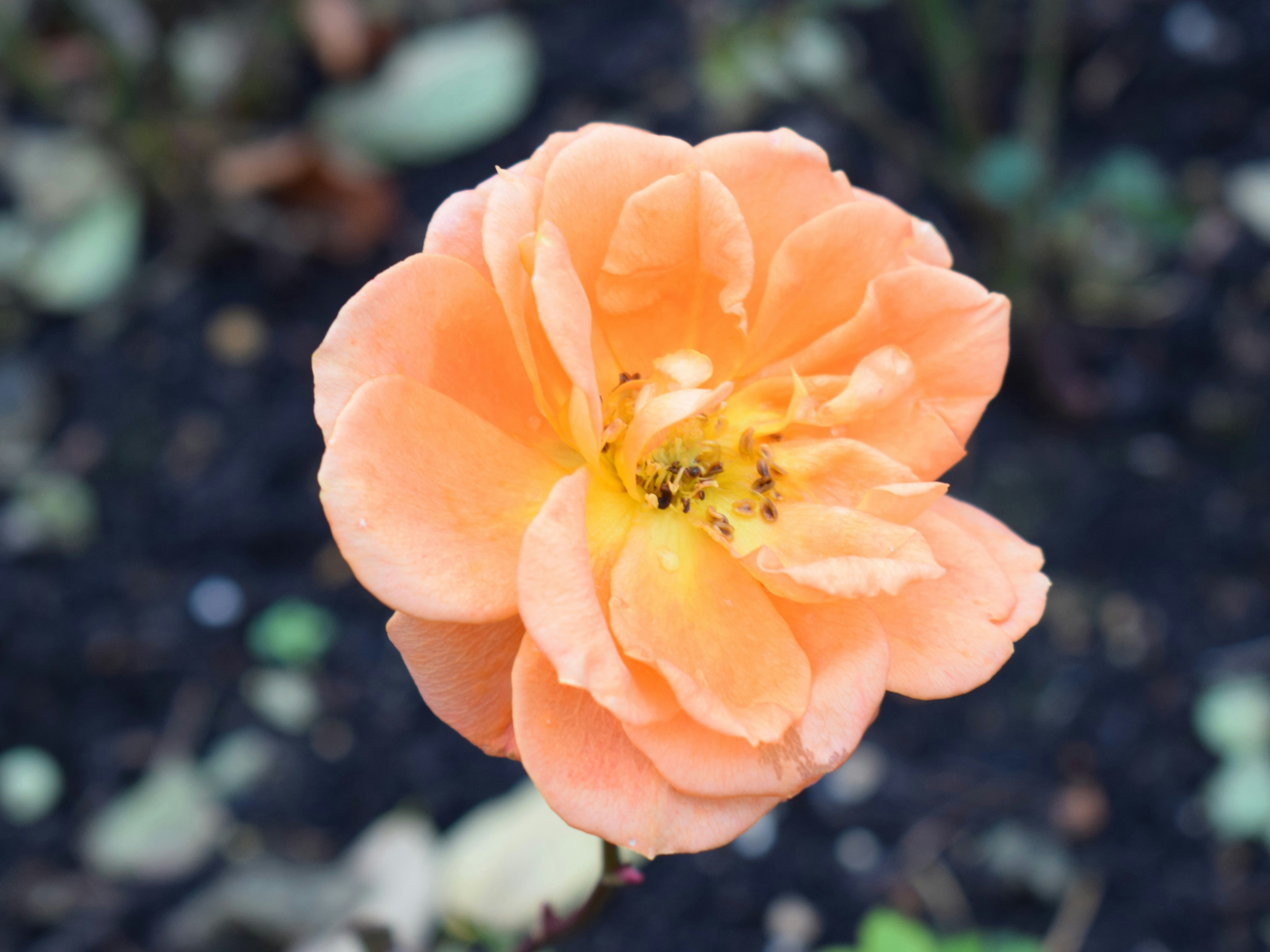 Peach Rose in Soft Focus Garden Bed
