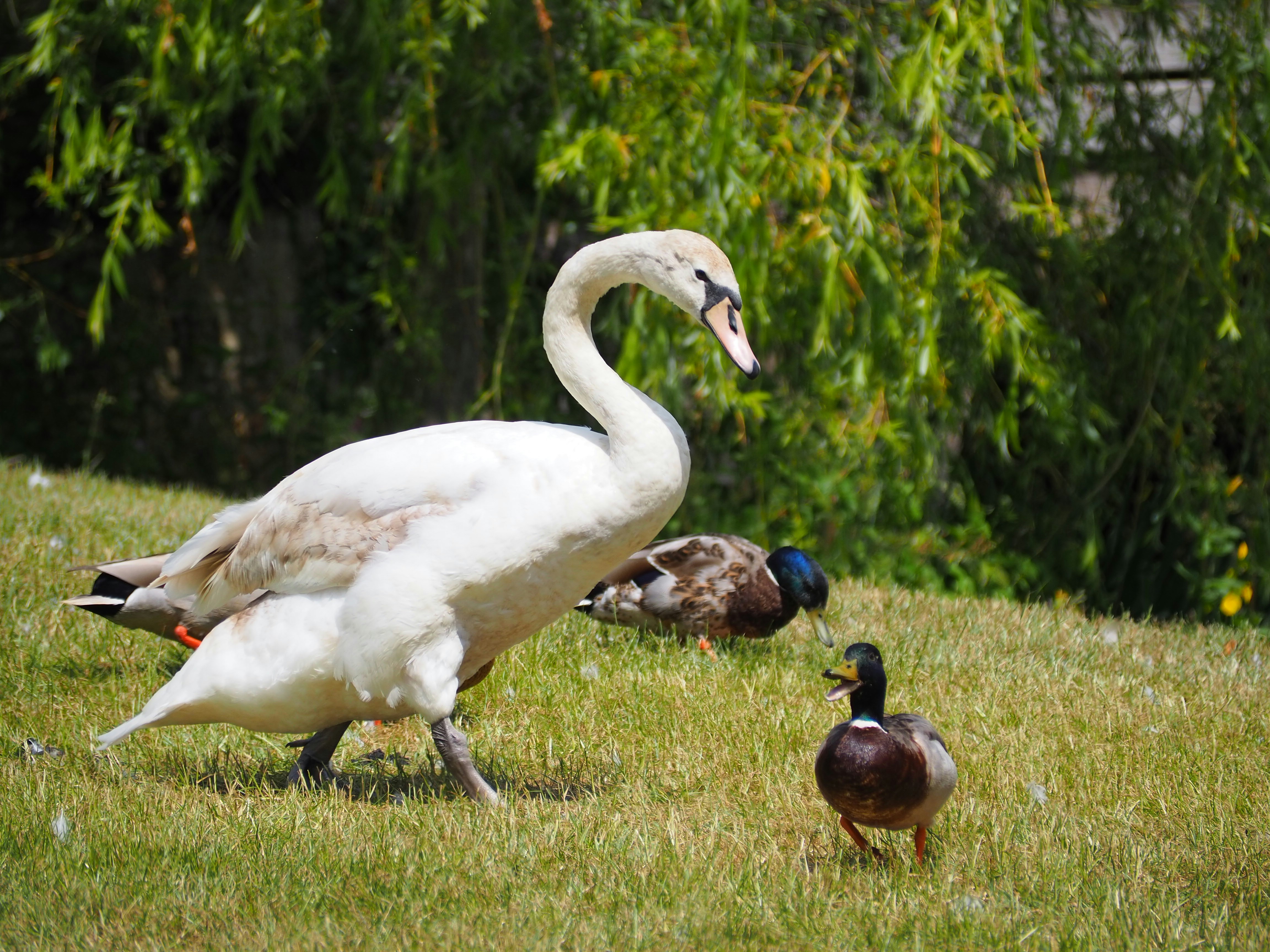 Swan and companions on sunlit lawn