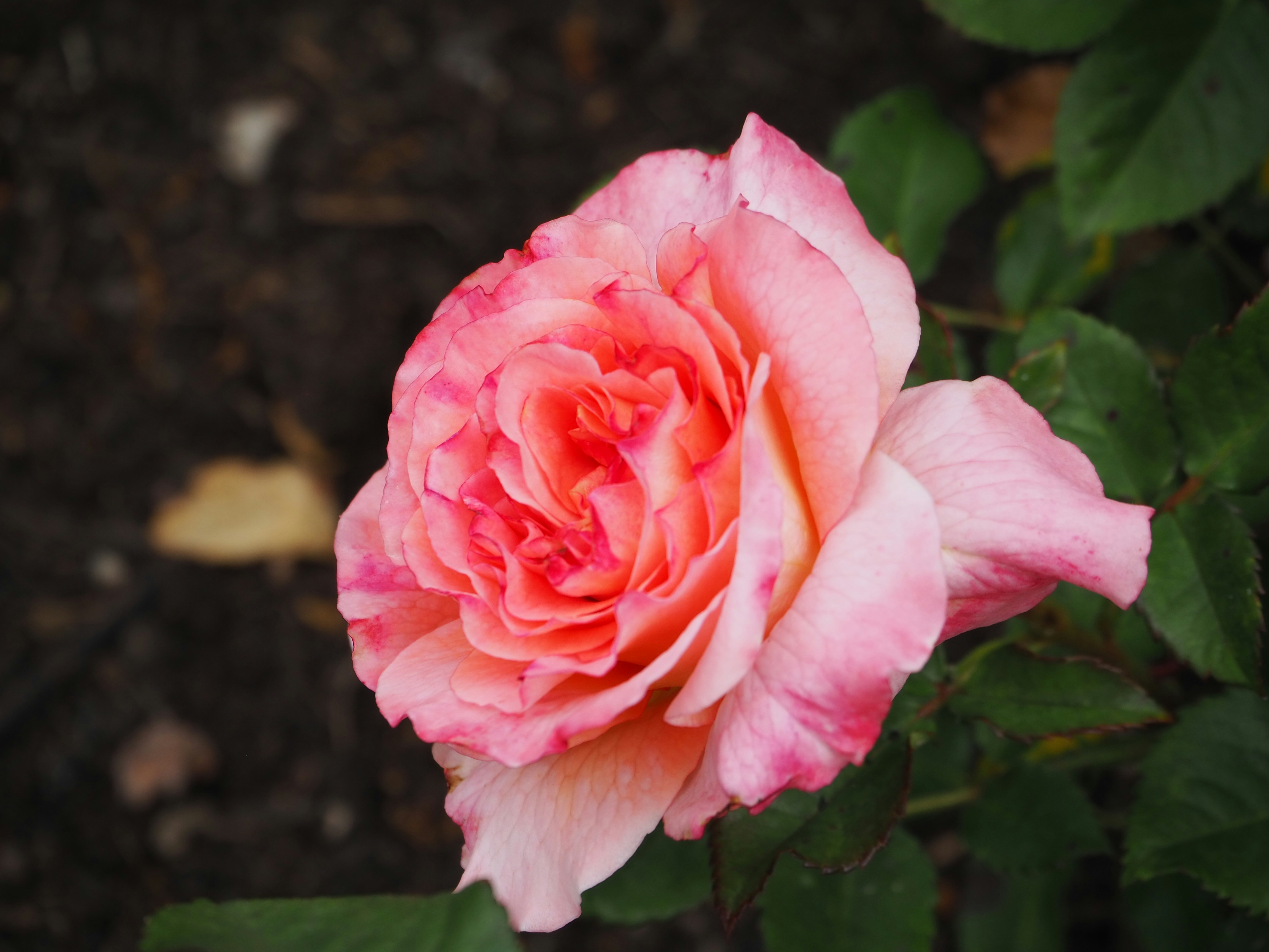 Blushing Rose in Focus: A Petal-streaked Centerpiece