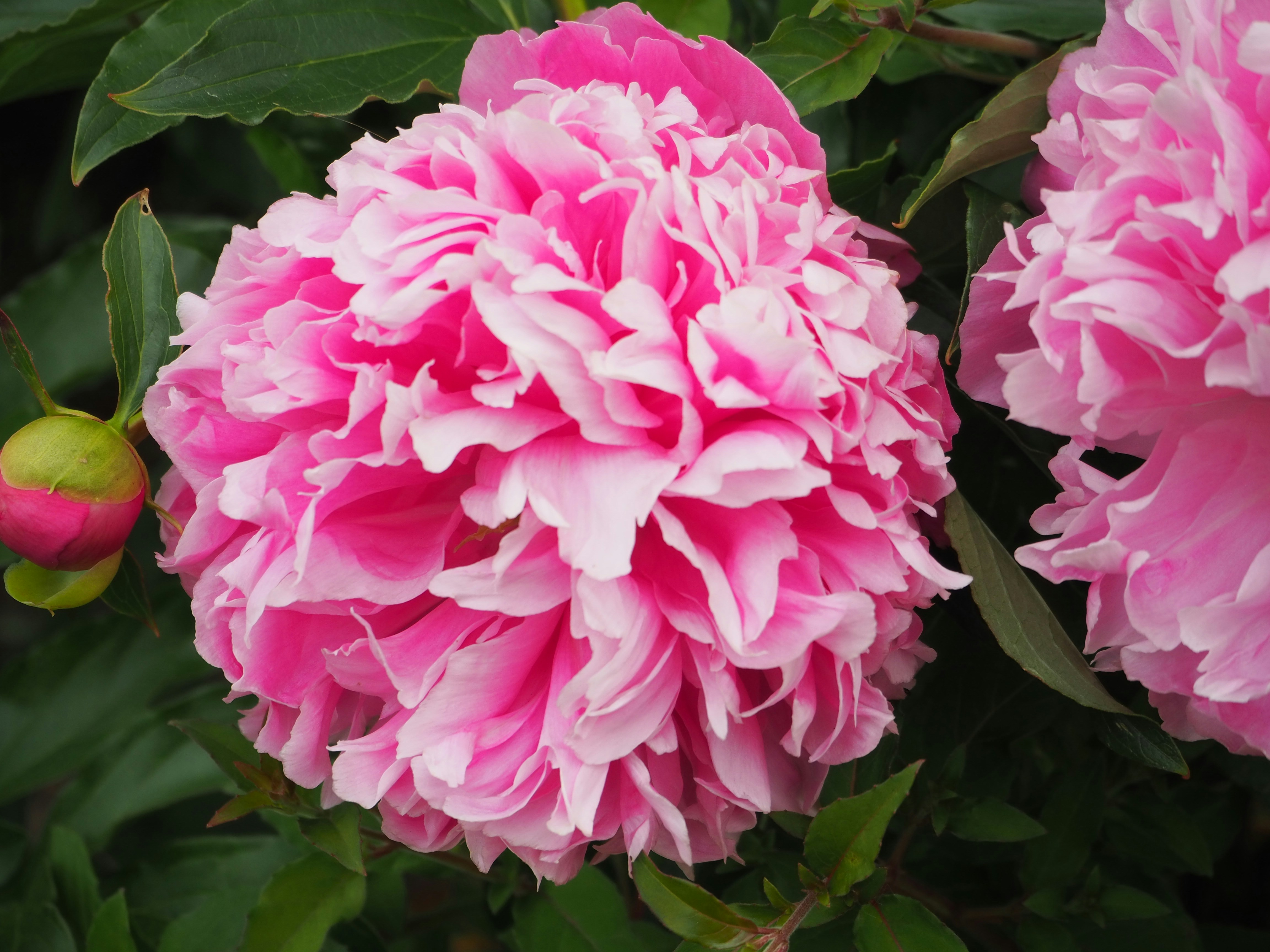Vibrant Pink Peony in Bloom