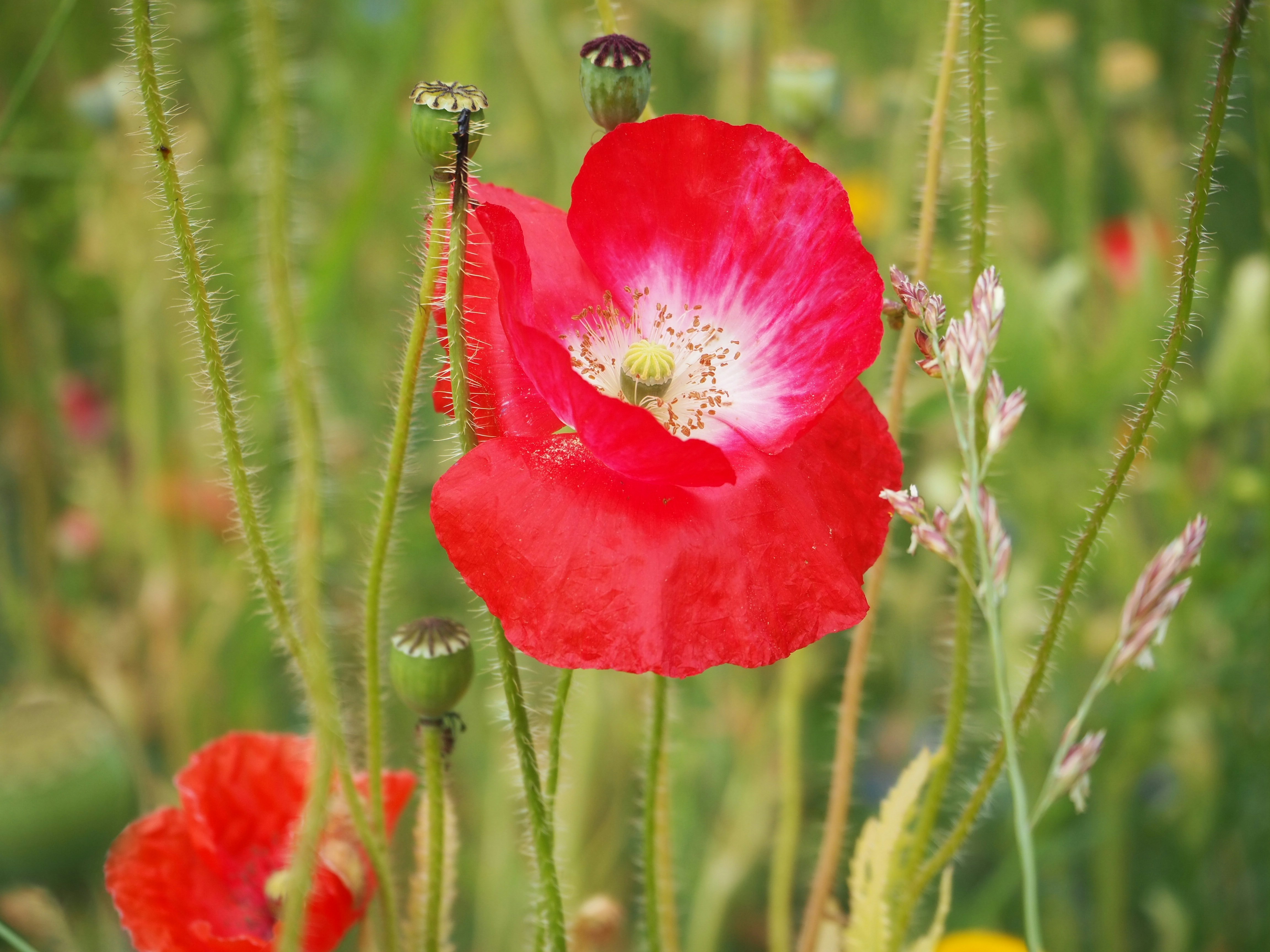 Crimson Poppy in a Sea of Green Threads
