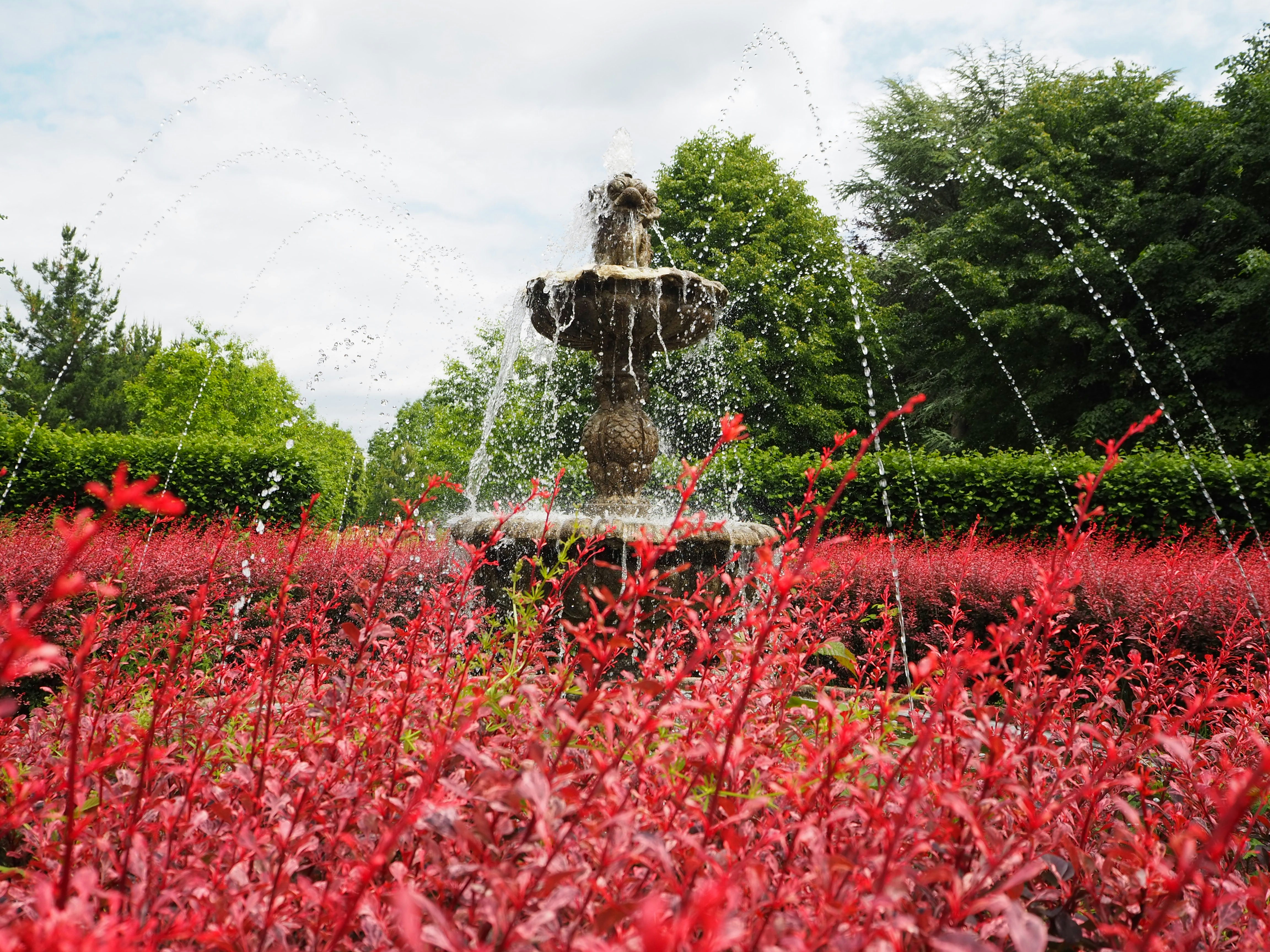 Red-Flowered Fountainscape: A Garden Fountain Framed by vibrant foreground
