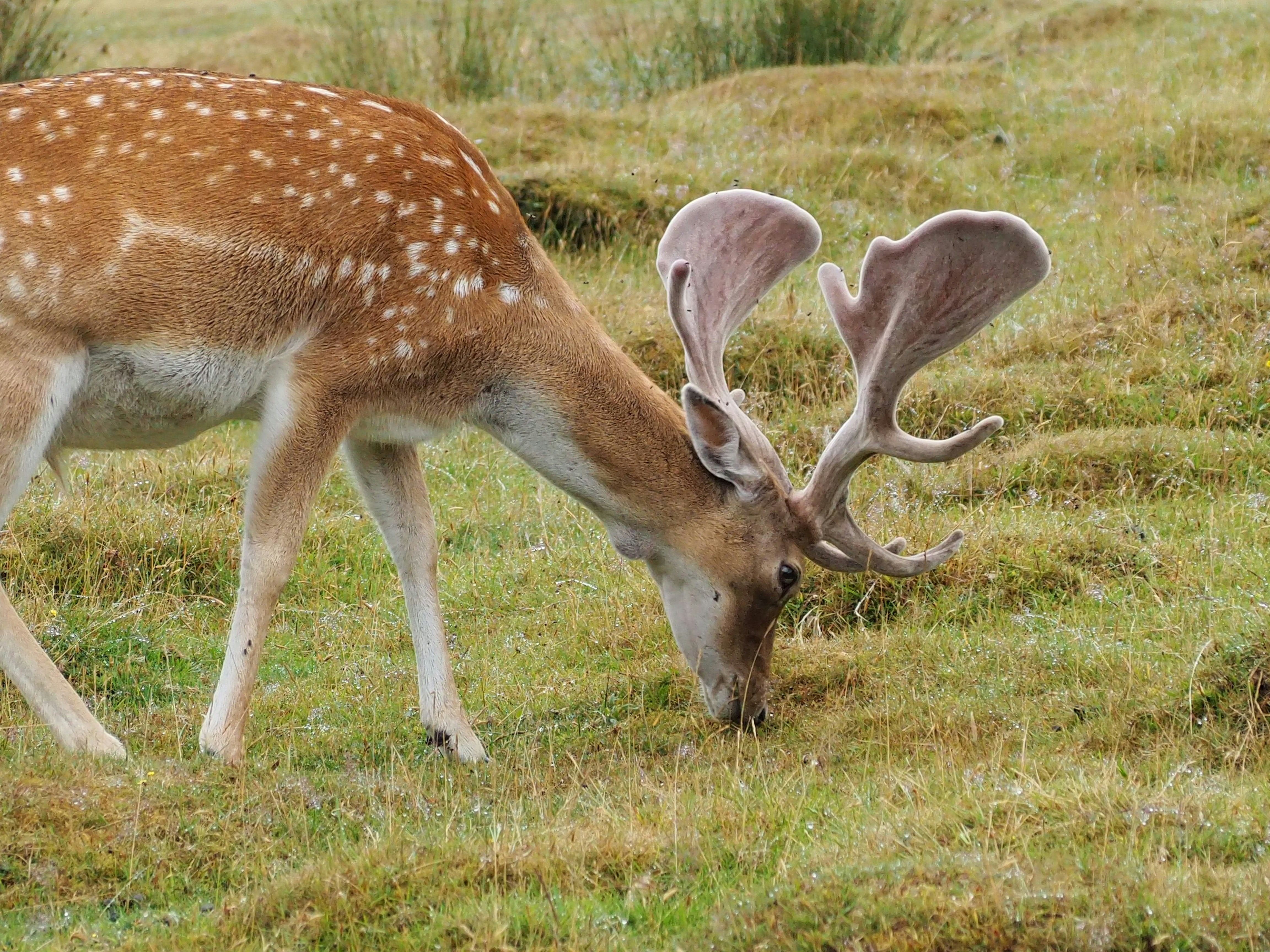 Grazing Stag in a Meadow as Antlers Tangle with the Grass